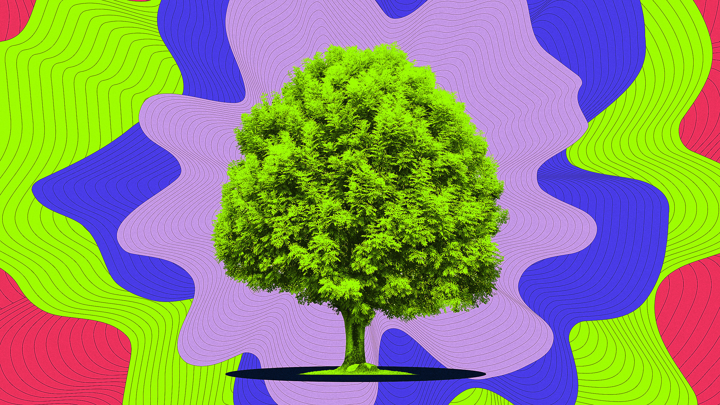 This radio station plays songs made by trees as they grow - Fast Company