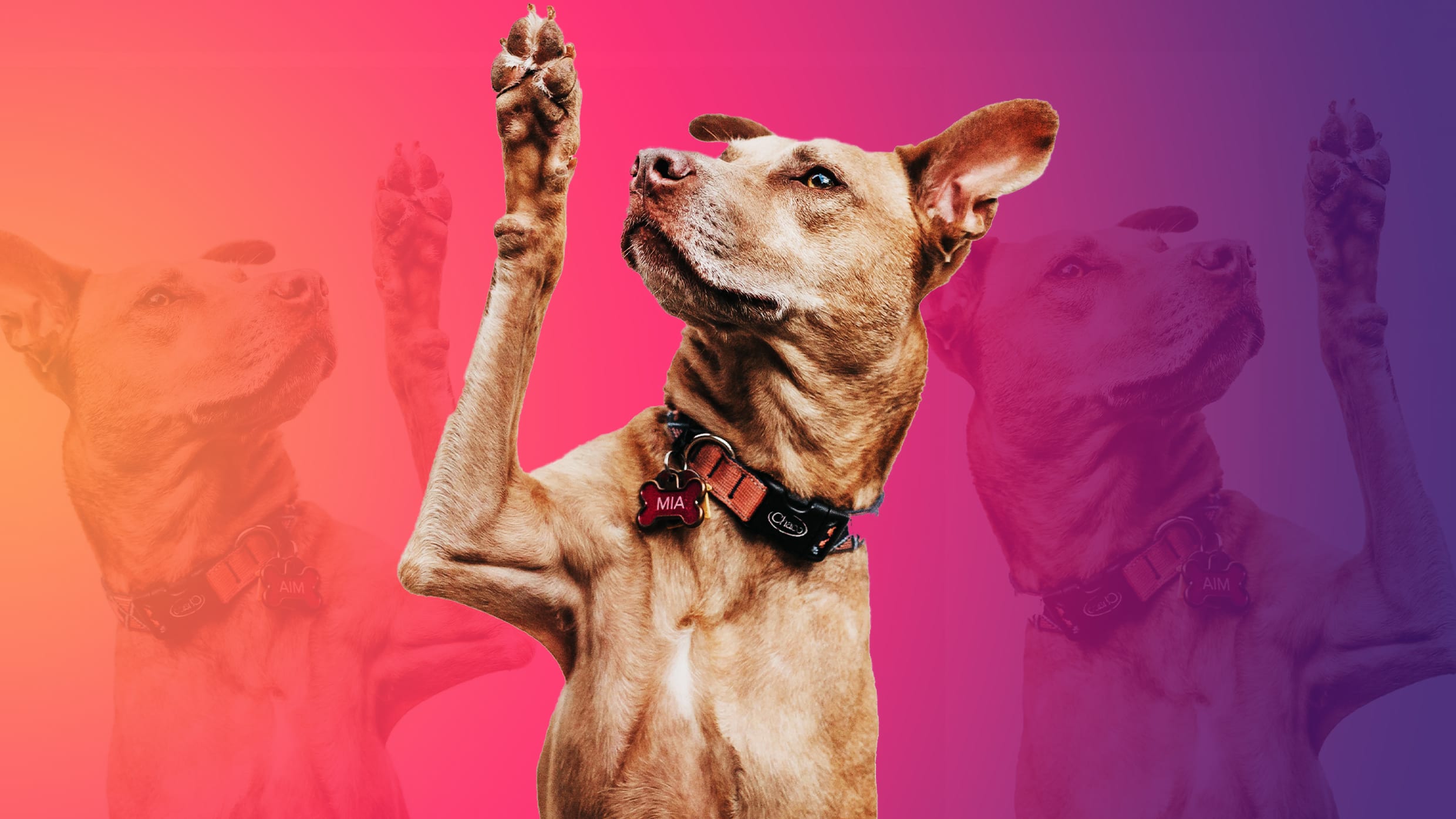 Left-handed vs. right-handed face-off: Dog edition - Fast Company