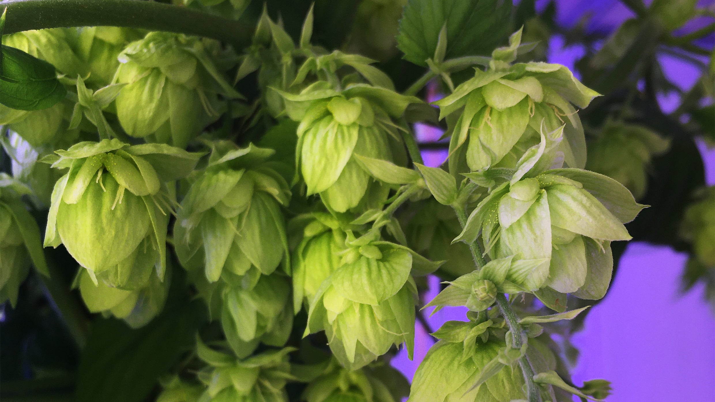 The hops in this new craft beer were grown in an indoor farm - Fast Company