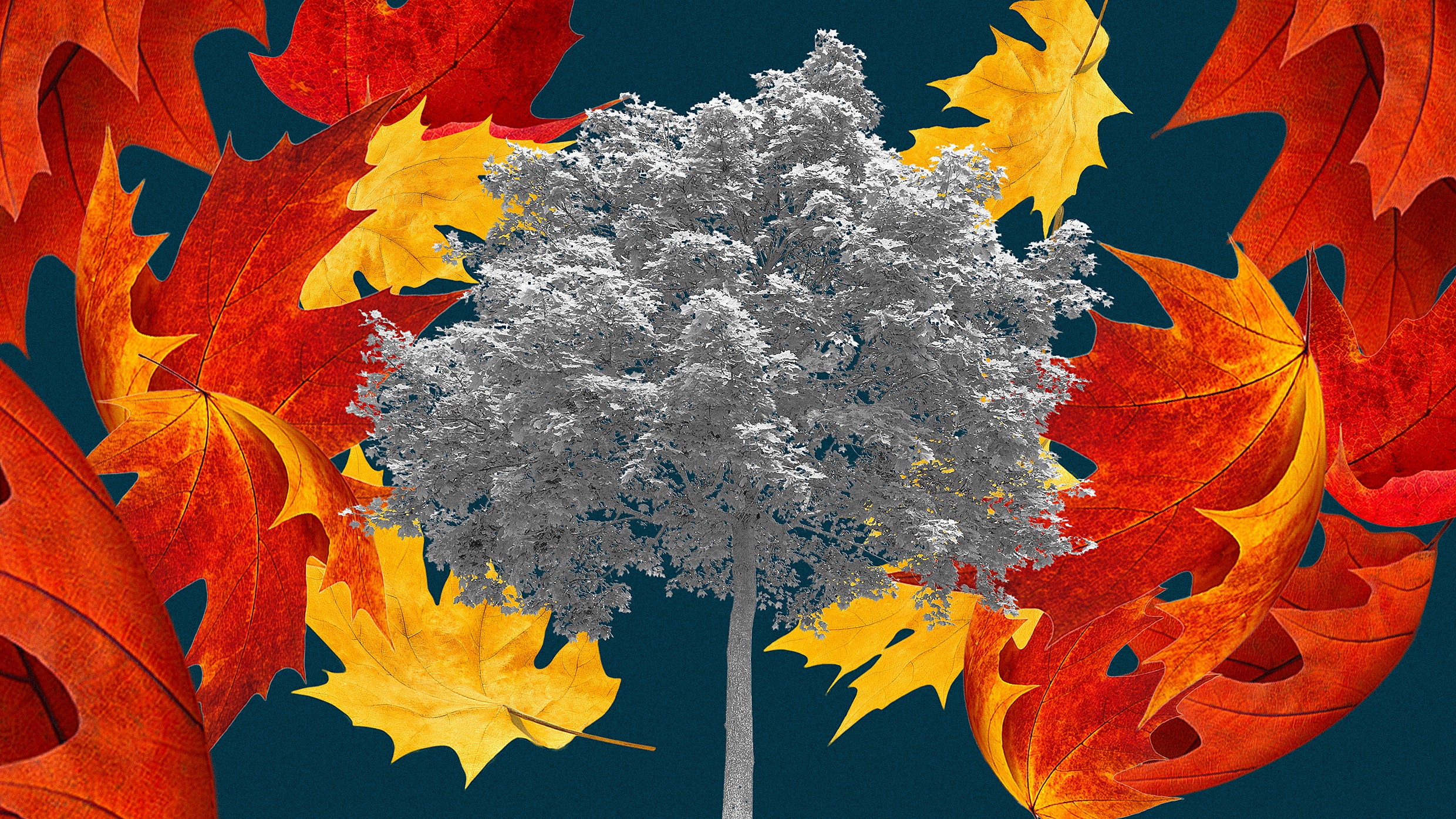 Climate change is altering the very color of fall foliage - Fast Company