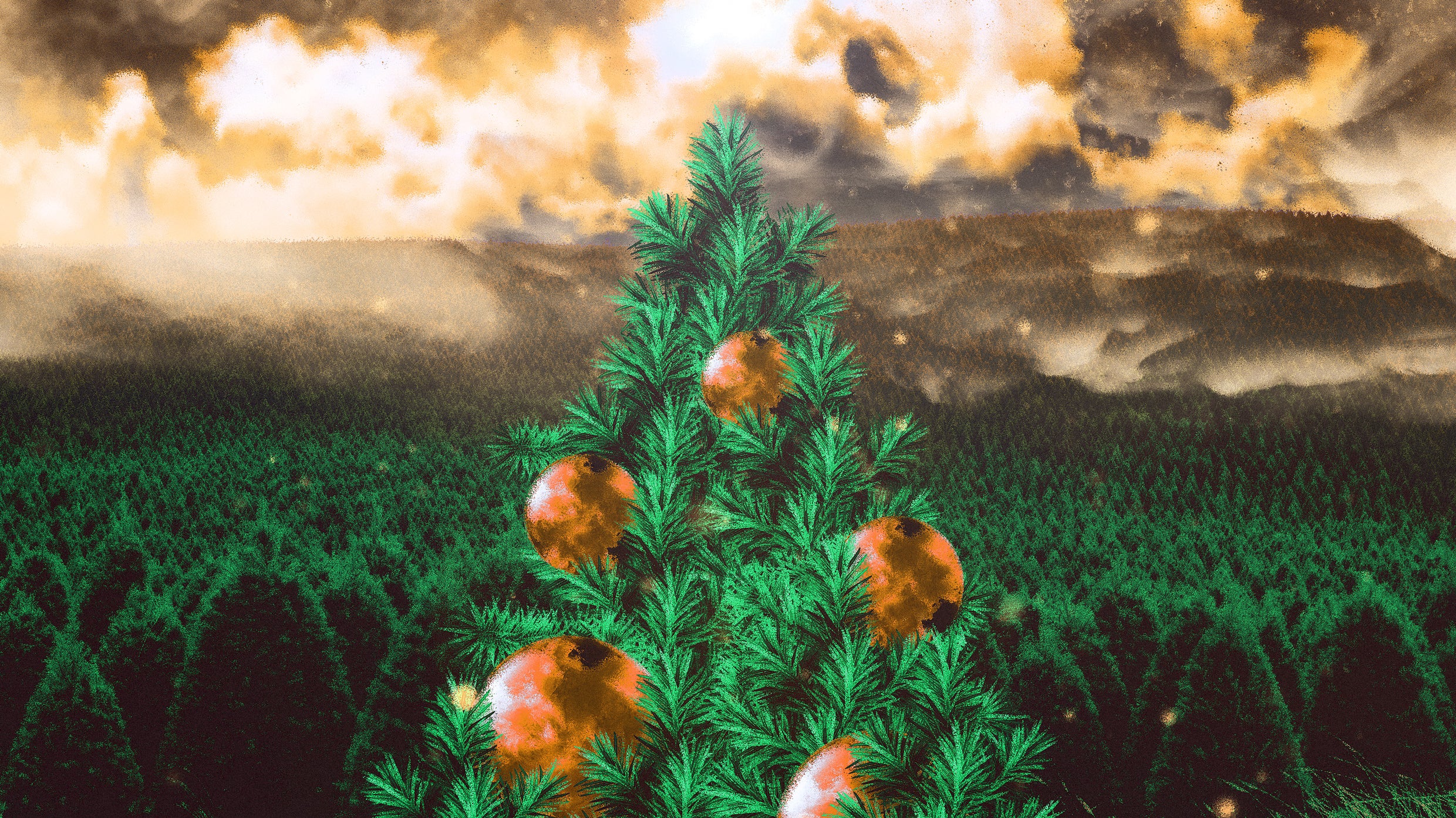 Climate change is coming for your Christmas tree - Fast Company