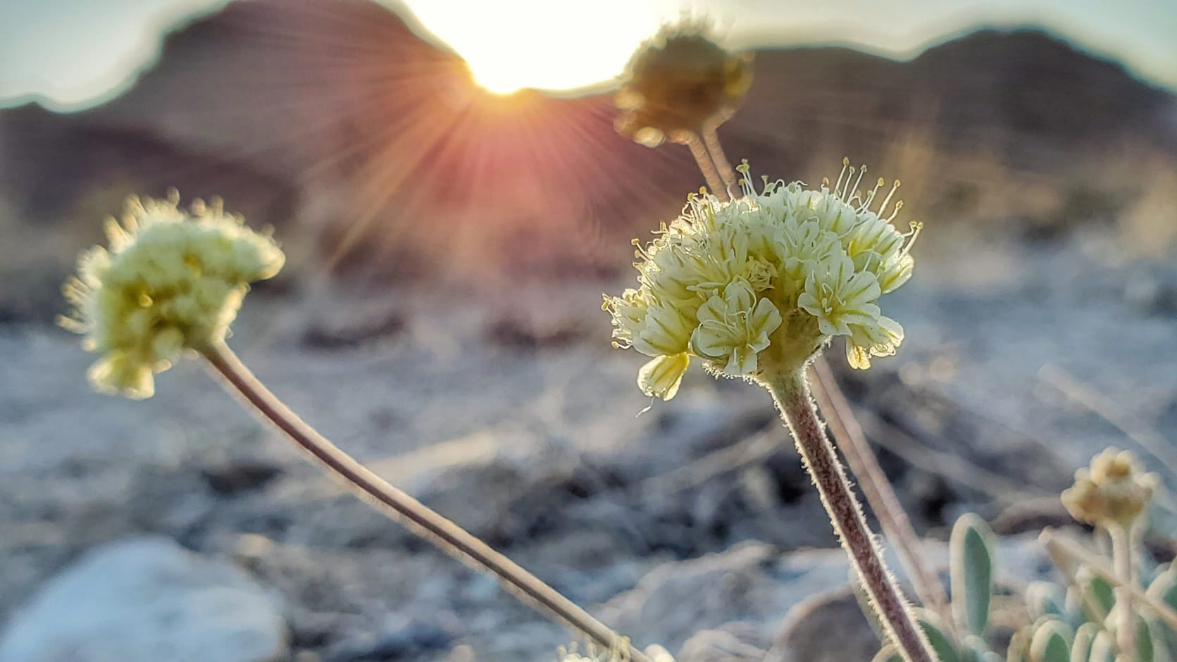 In a battle between this endangered flower and a lithium mine, who ...