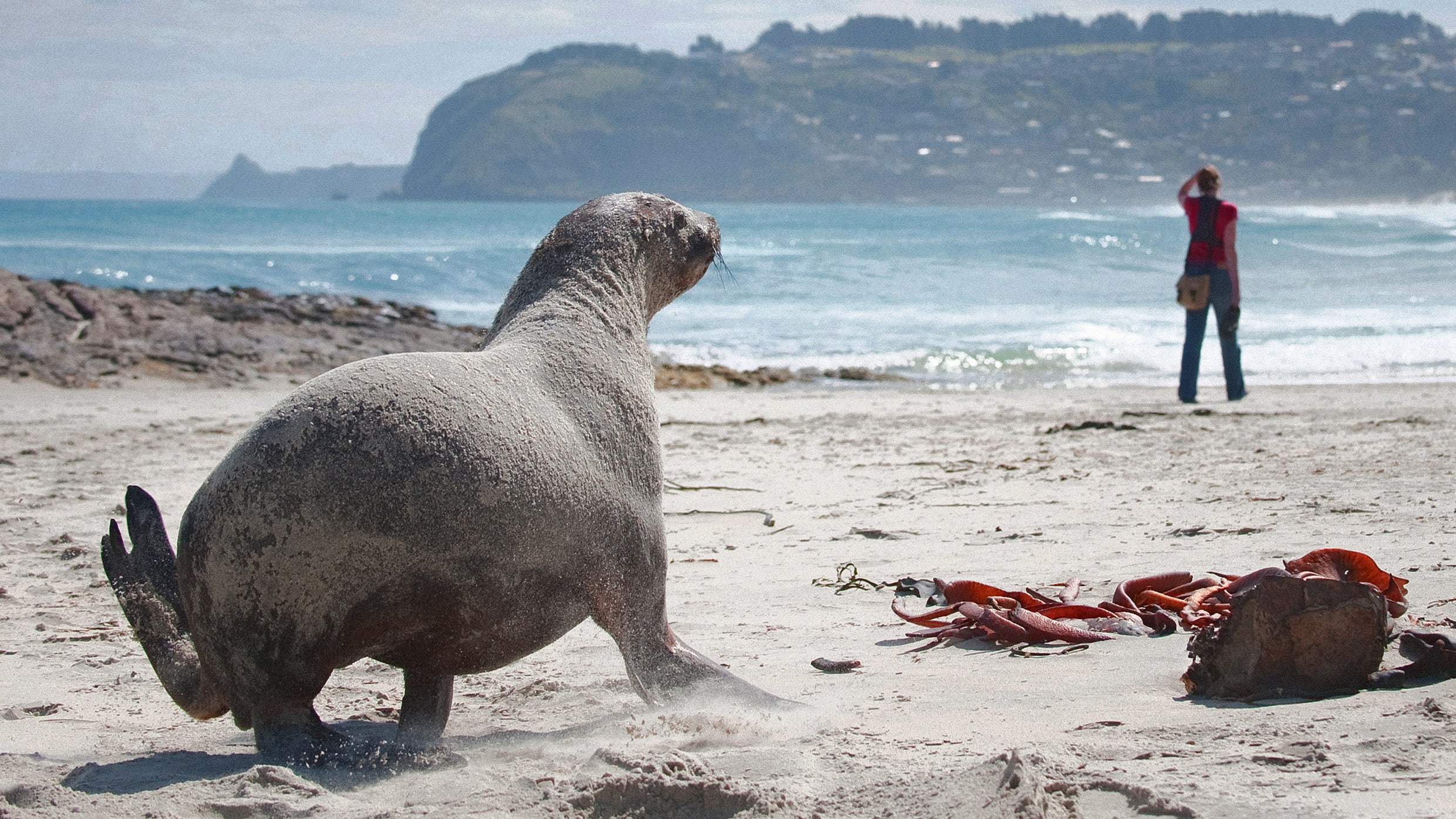 When endangered species recover, humans will have to make room for them ...