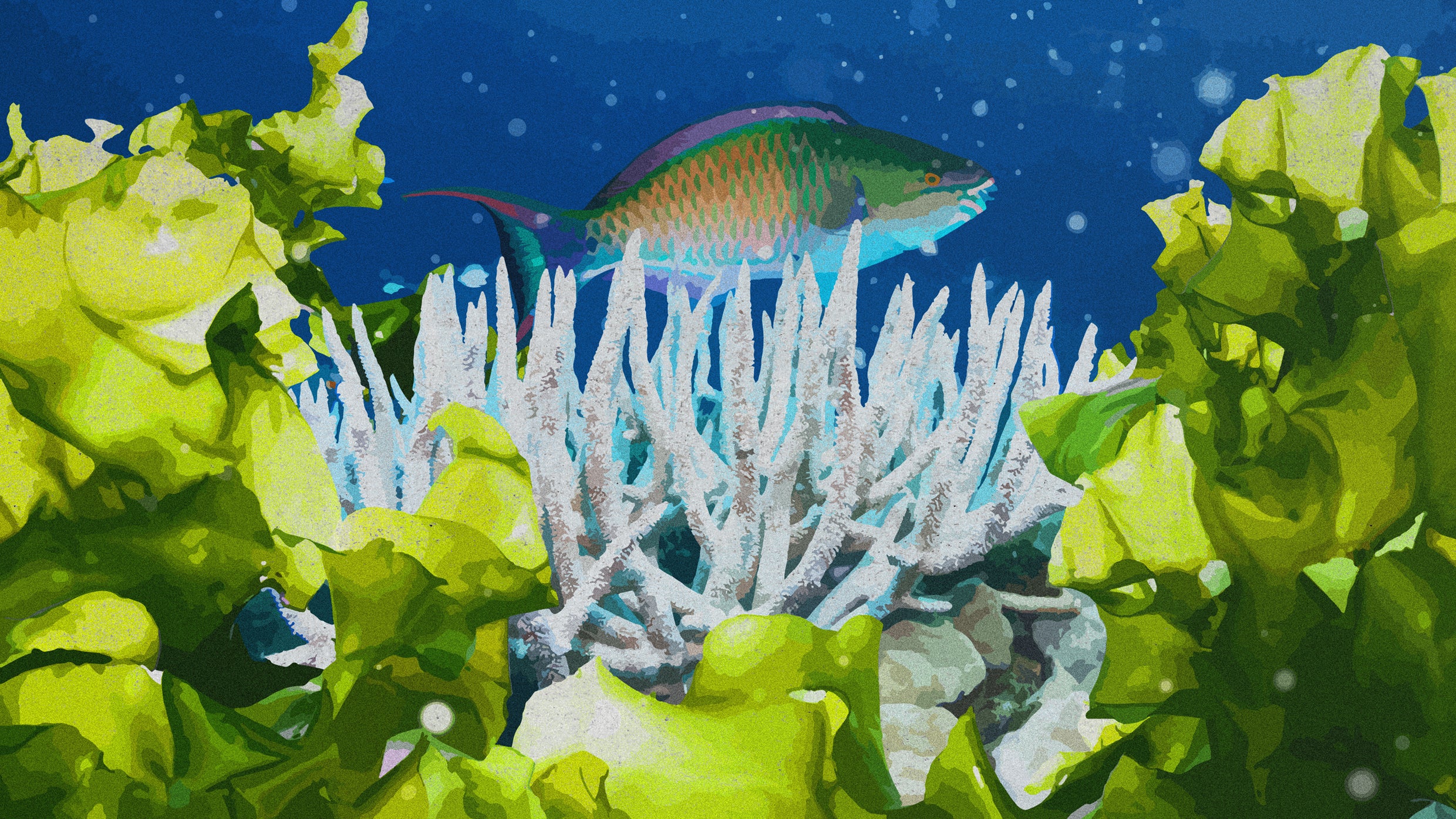 Coral reefs are dying, but there's a tiny bit of good news about what ...