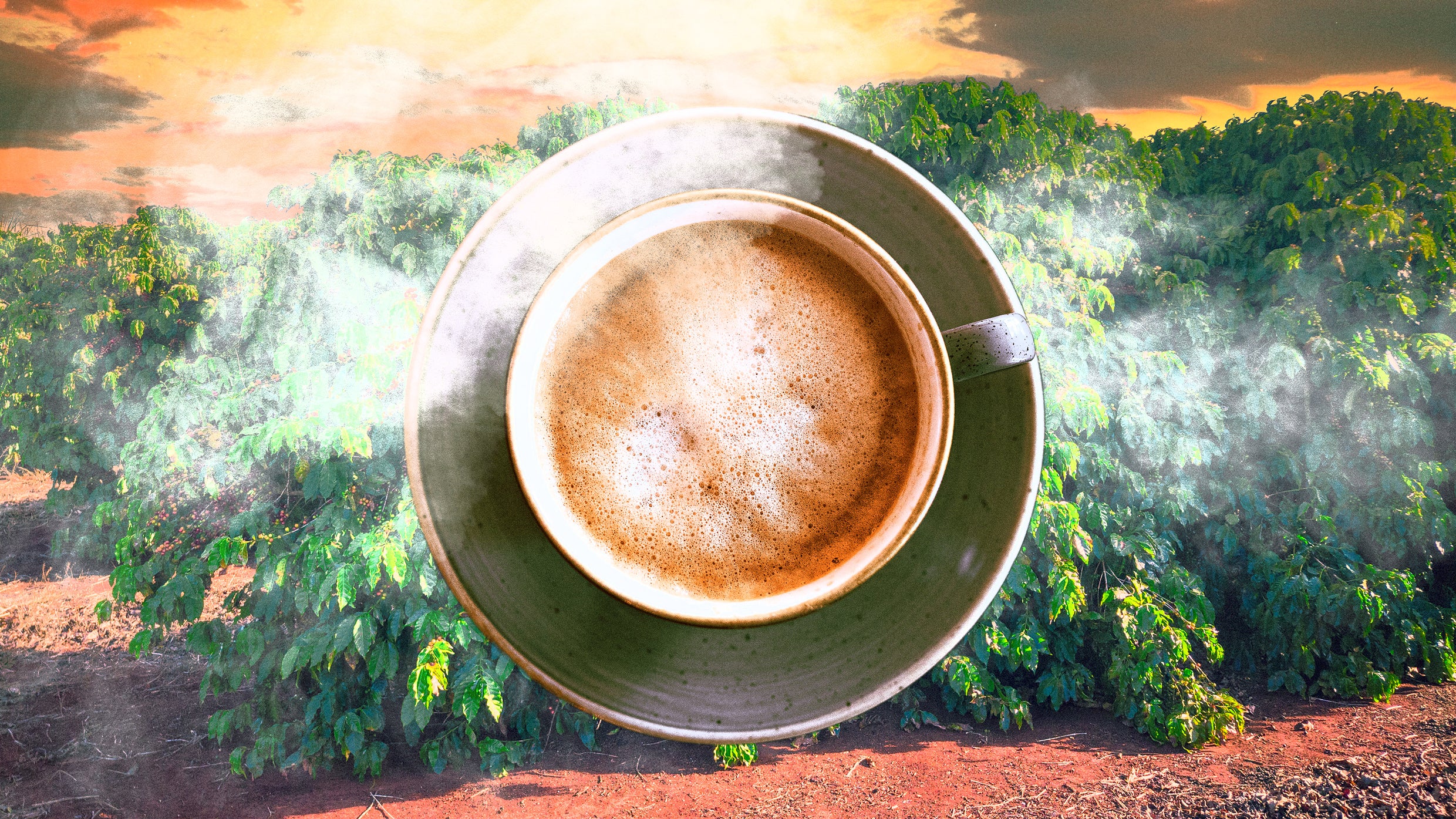 Climate change will make coffee more expensive - Fast Company
