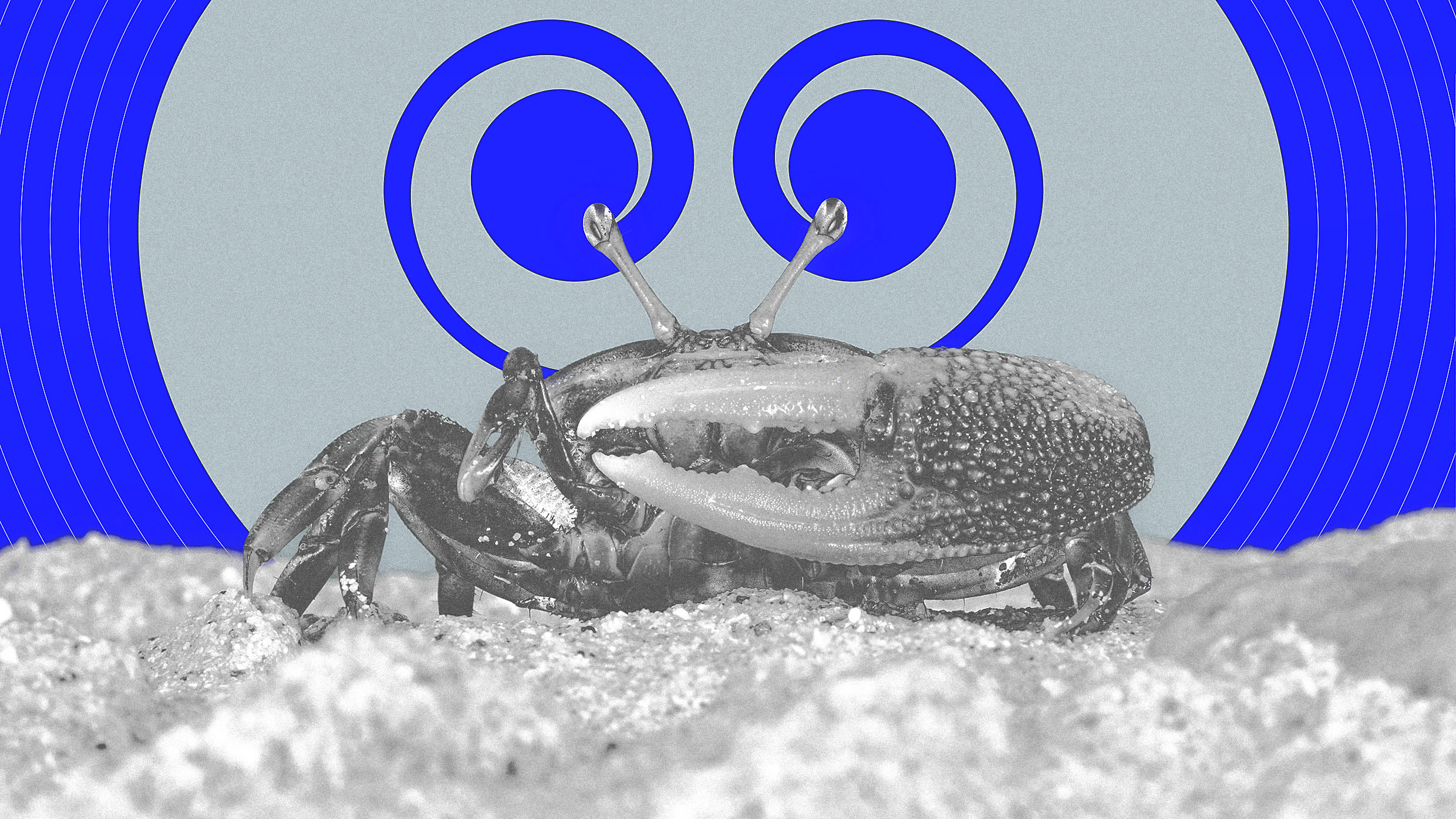 MIT scientists have developed a new kind of camera—from a crab - Fast ...