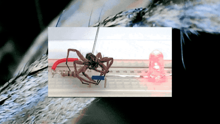 These dead spiders have been transformed into tiny robots - Fast Company