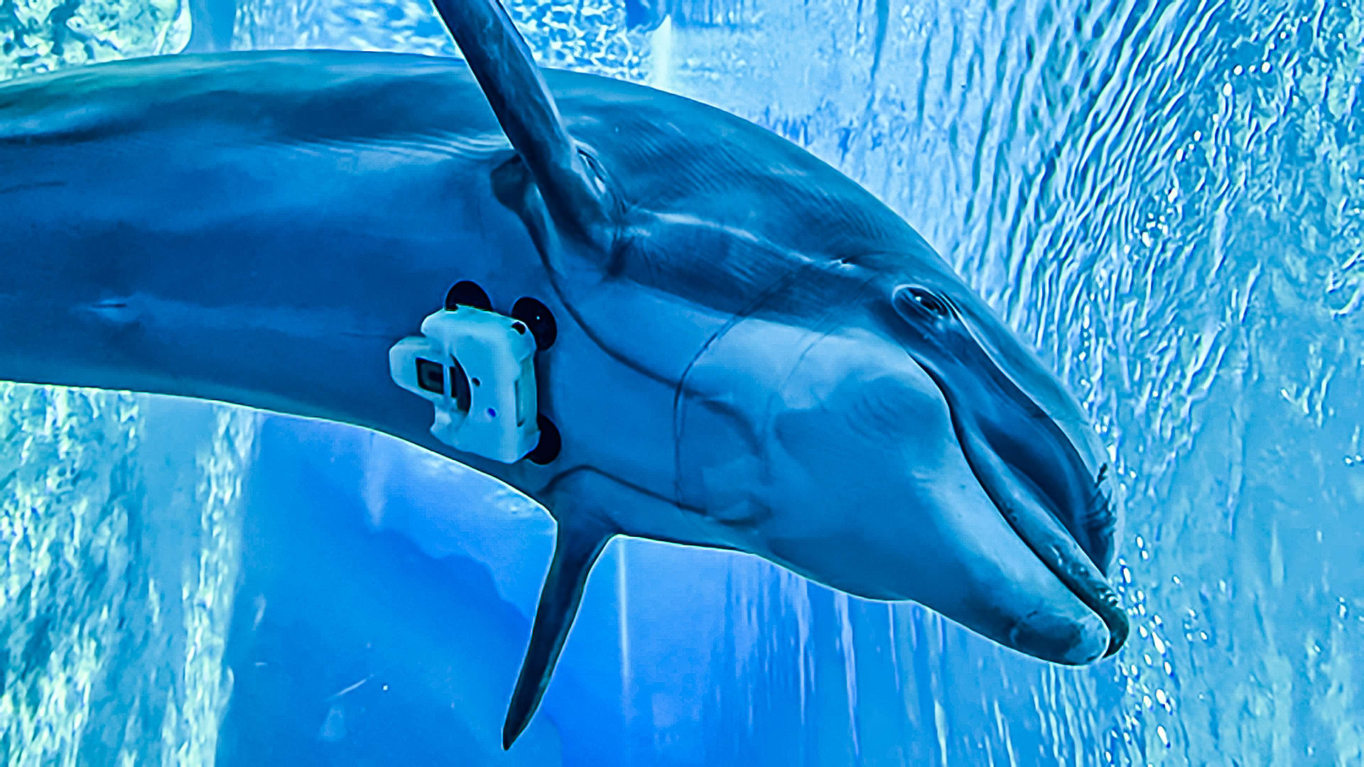 How a 'Fitbit for whales' can help reshape wildlife conservation - Fast ...