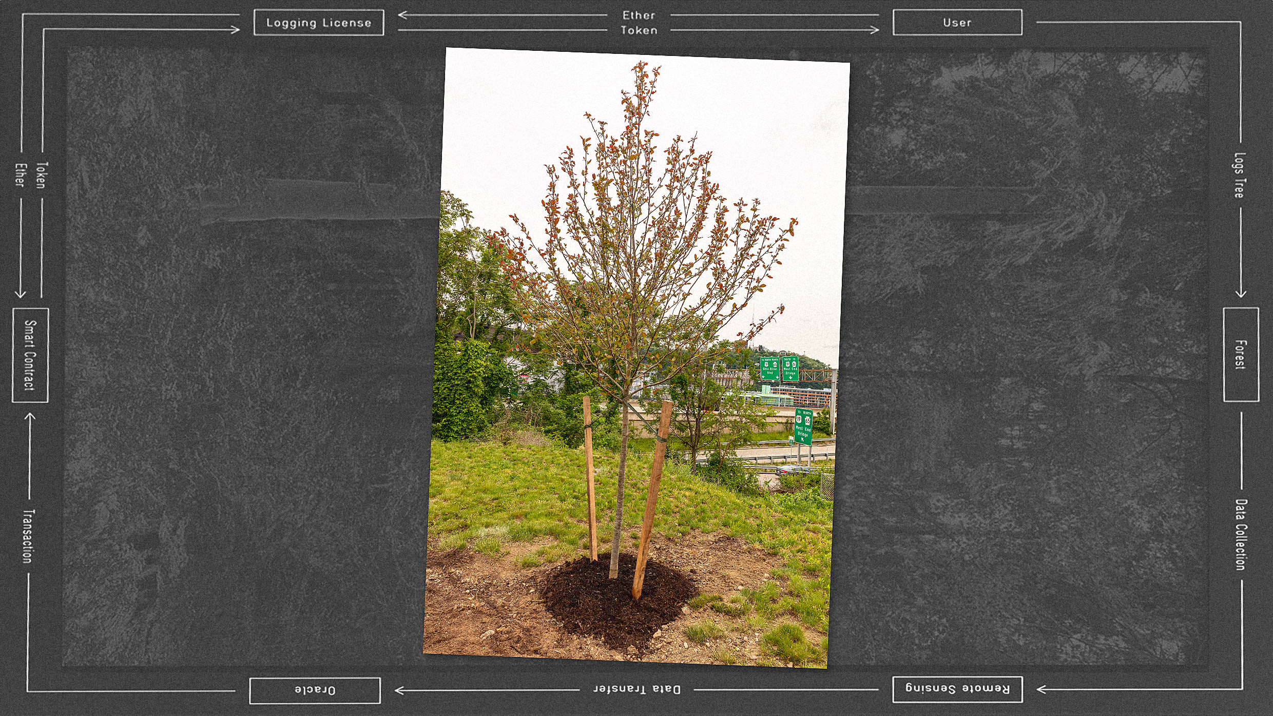 This tree owns itself—and is fighting for its own survival - Fast Company