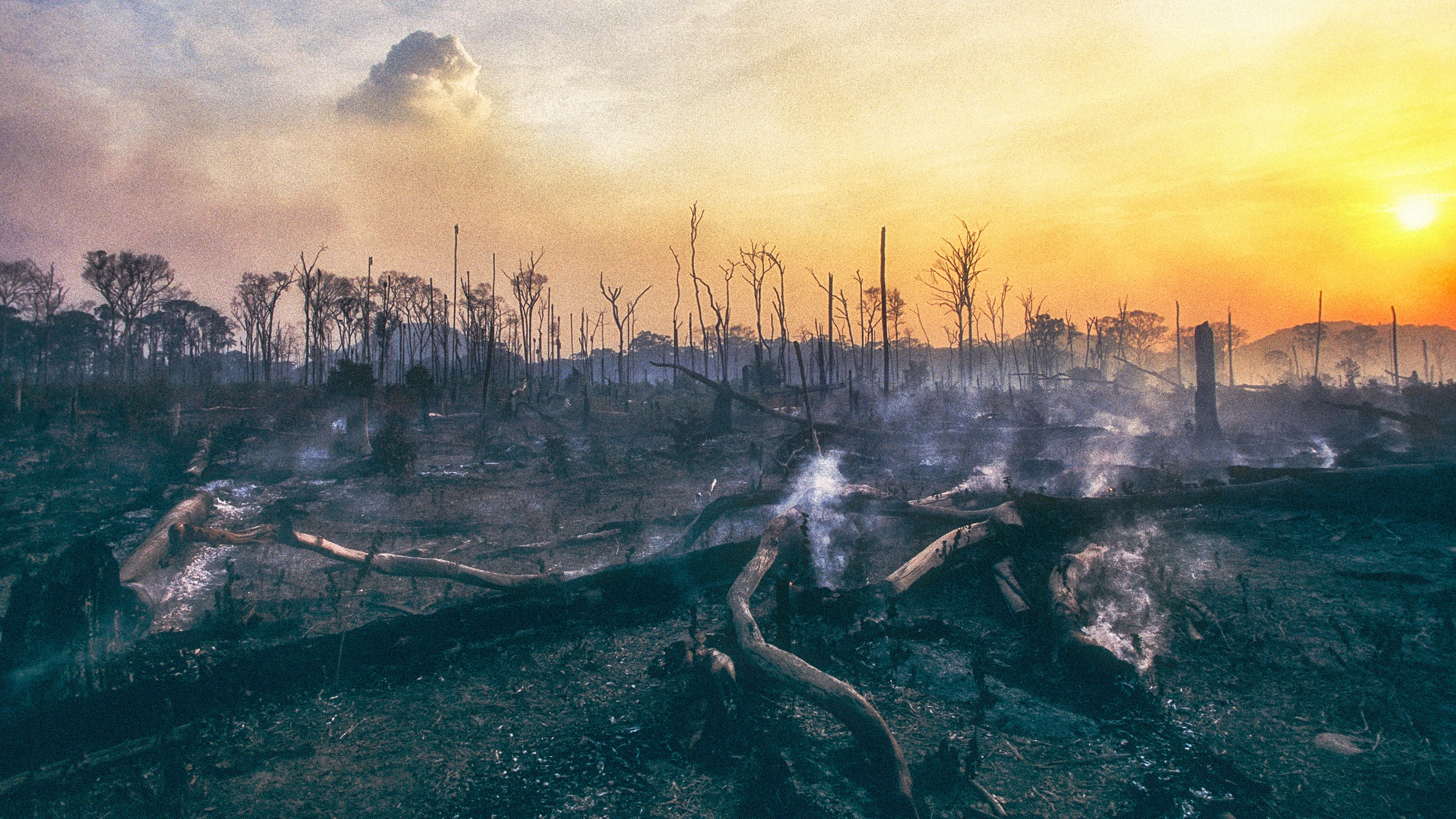 4 ways protecting and restoring nature is key to our recovery from ...