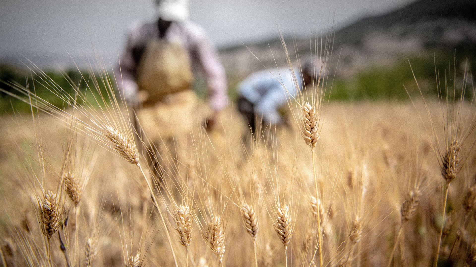 5 vital steps toward achieving 'zero hunger' in Africa by 2030 - Fast ...