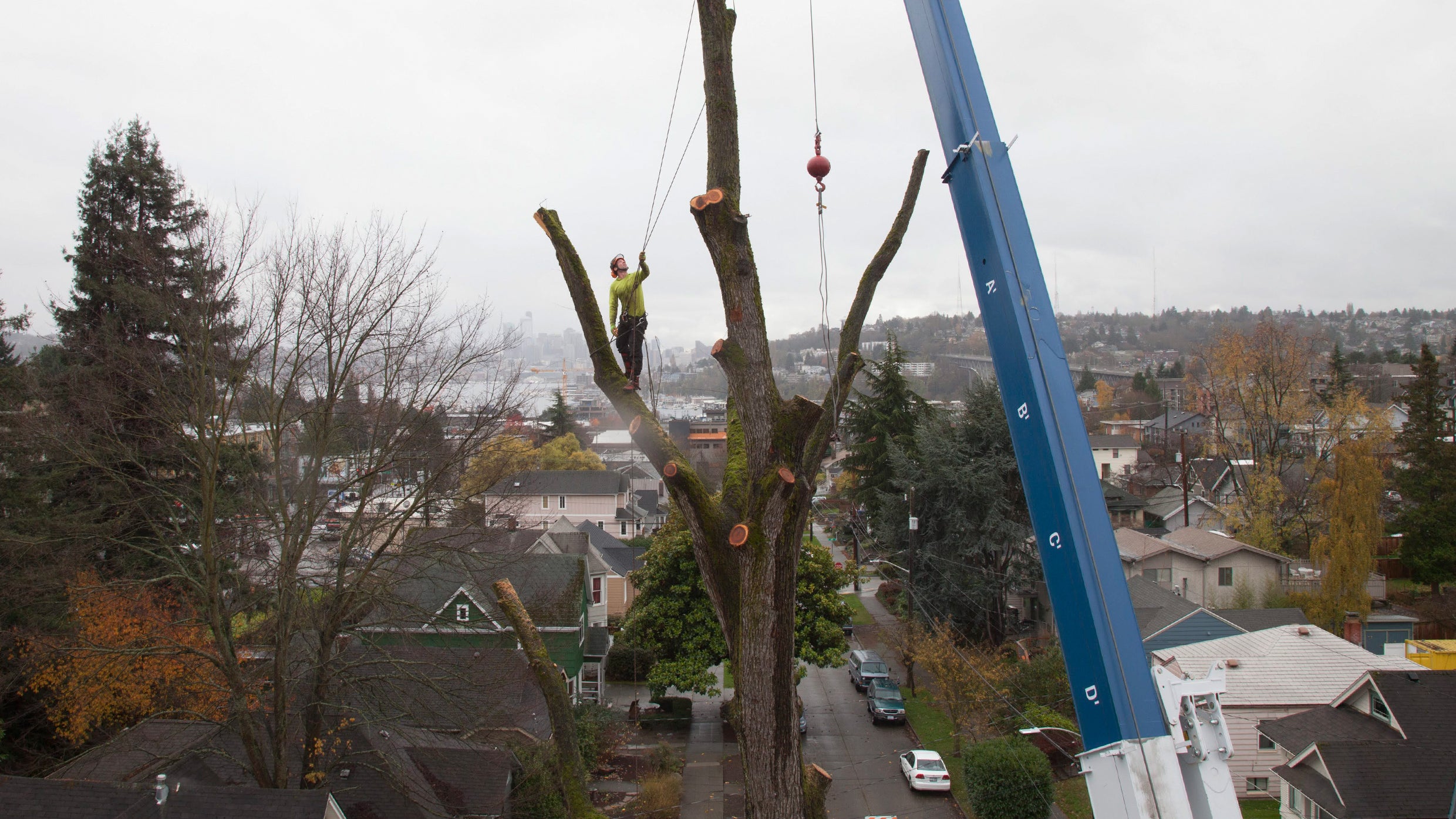 Urban trees can end up in landfills. These companies are trying to ...