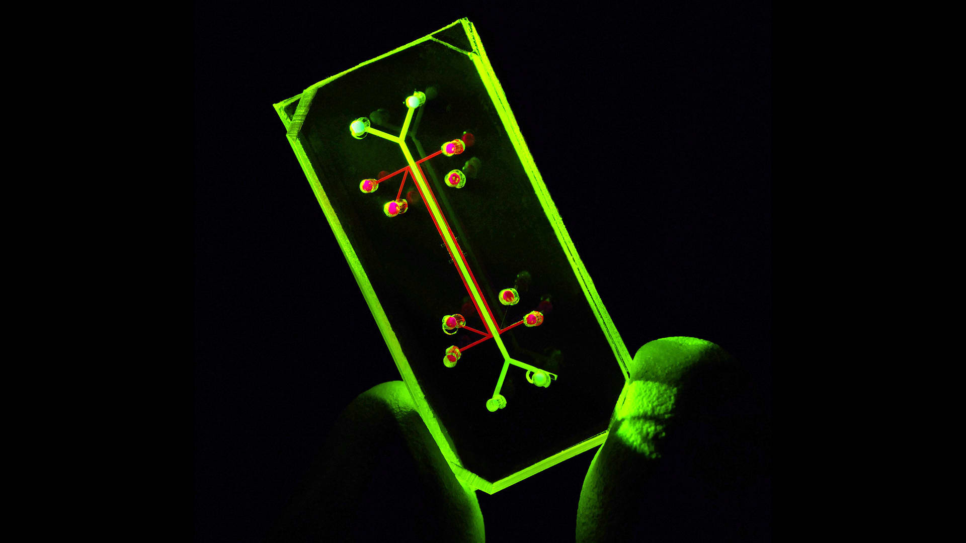 Organs-on-chips: Tech that can help researchers conduct studies closer ...