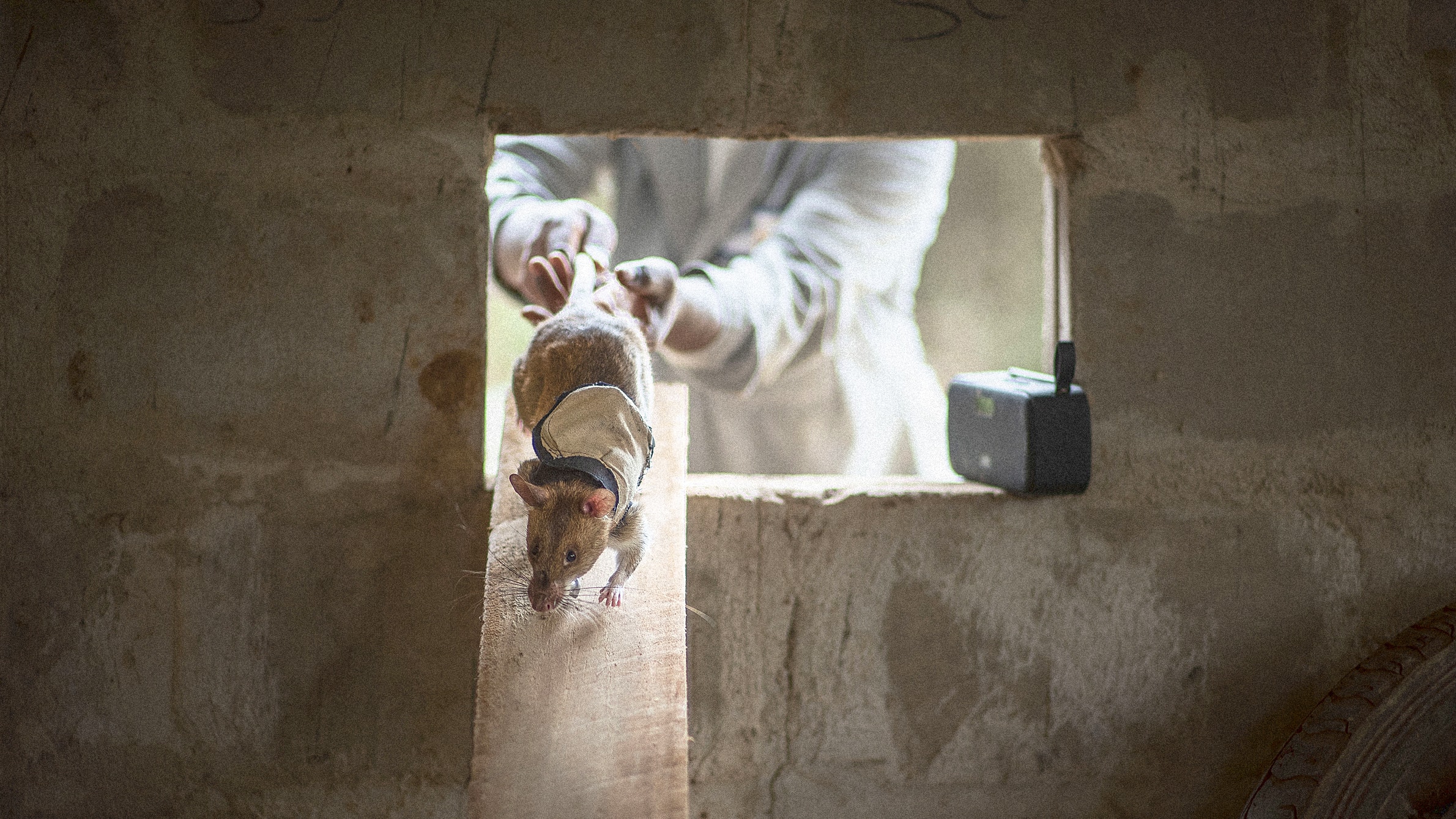 In an earthquake, these rats with tiny backpacks are trained to find ...