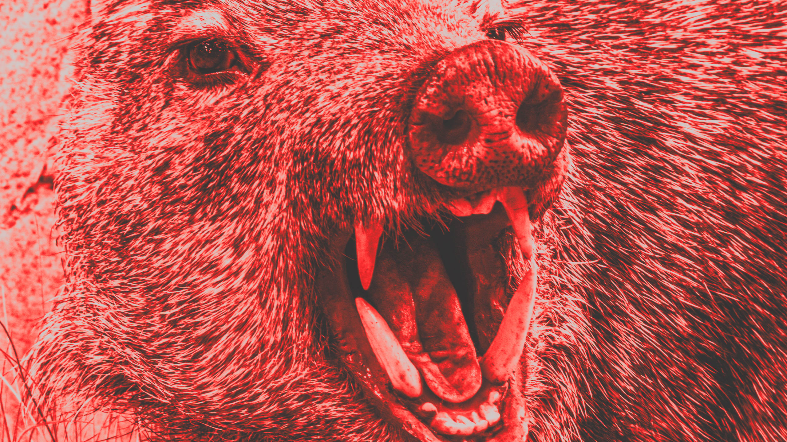 Super pig invasion from Canada to US could cause ecological damage