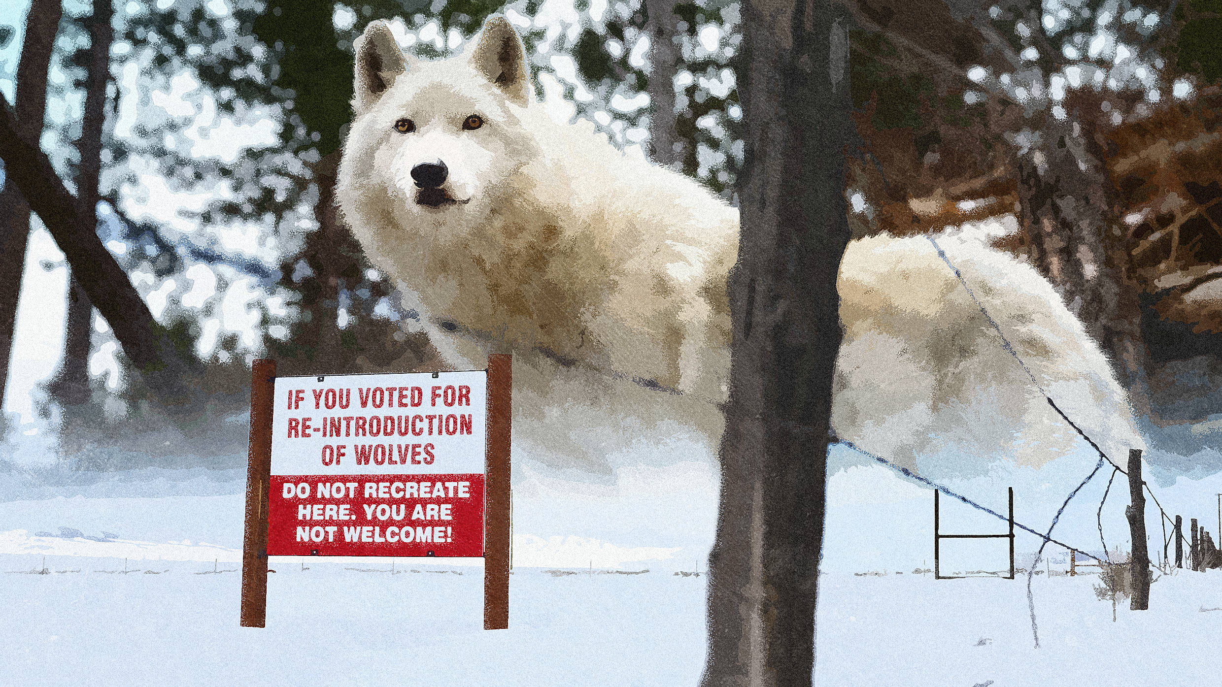 Wolves return to the West, creating new dynamics with humans