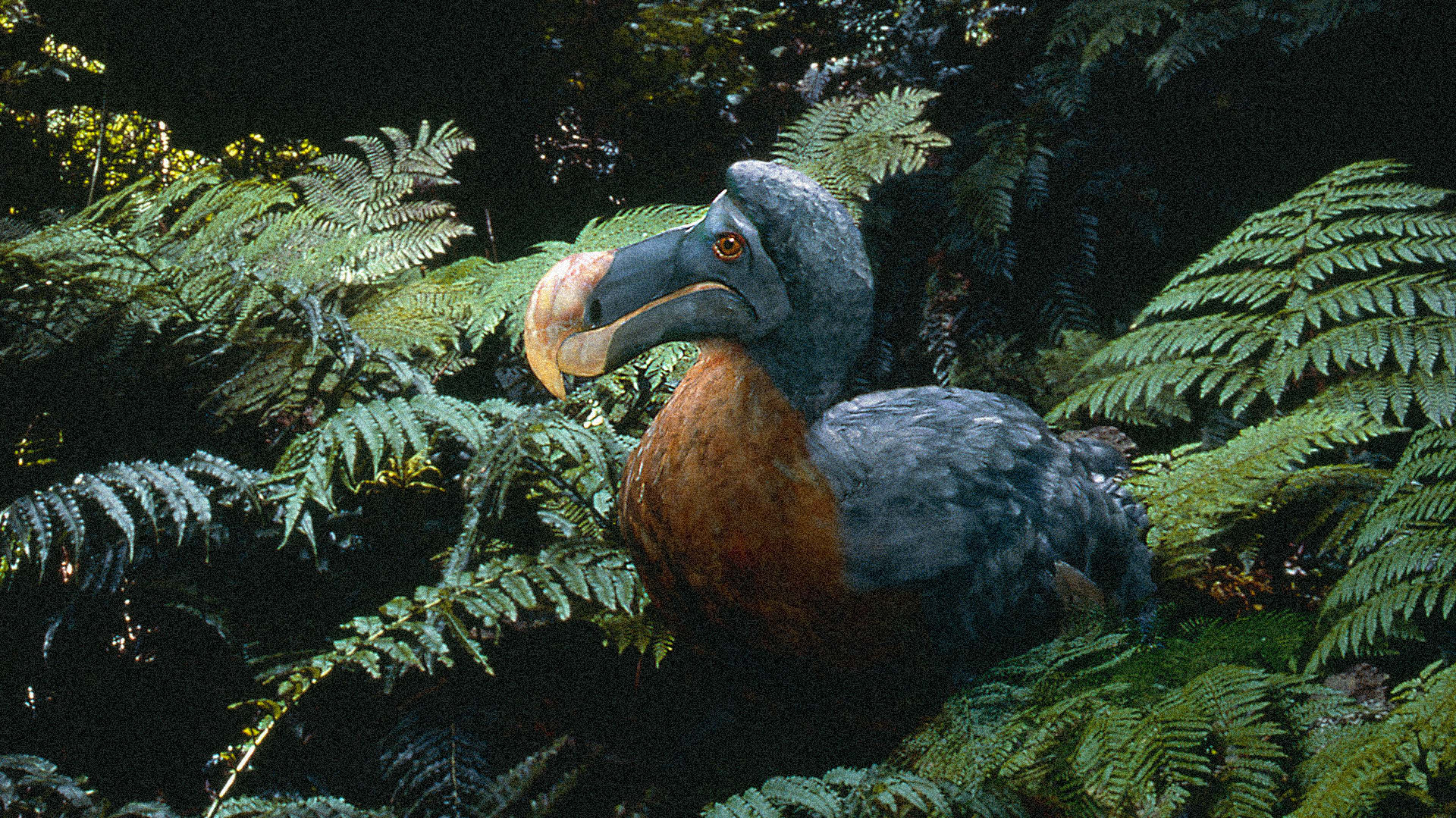 De-extinction is all the rage, but it's not ‘resurrecting’ species