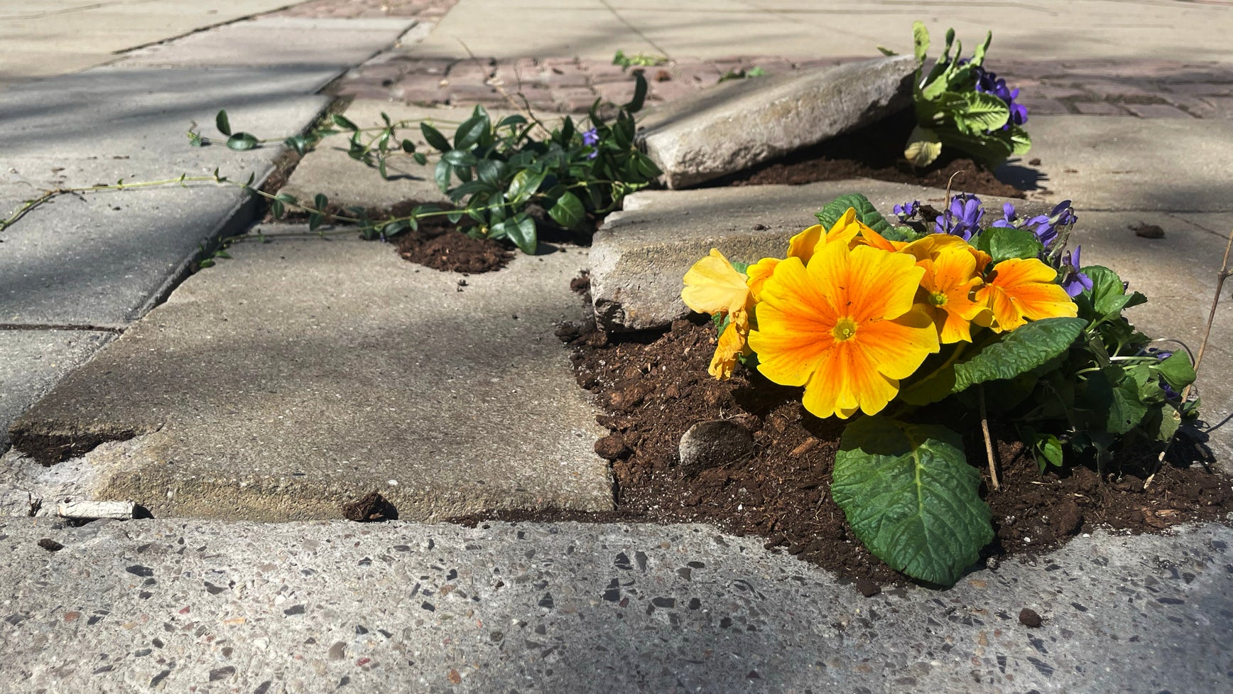Why activists turned this busted sidewalk into a flourishing garden
