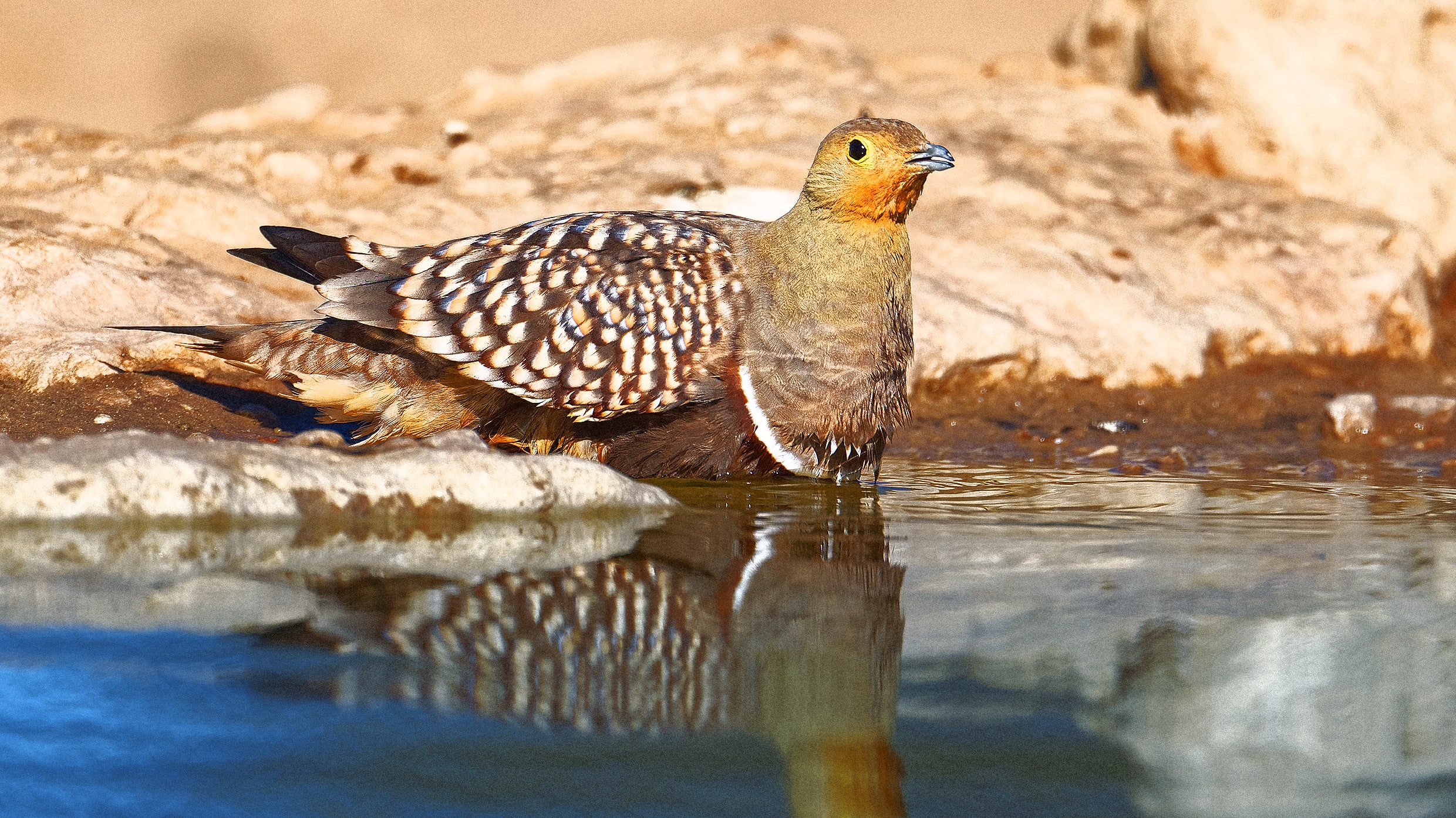 This desert bird's feathers could inspire a new, slosh-free water bottle