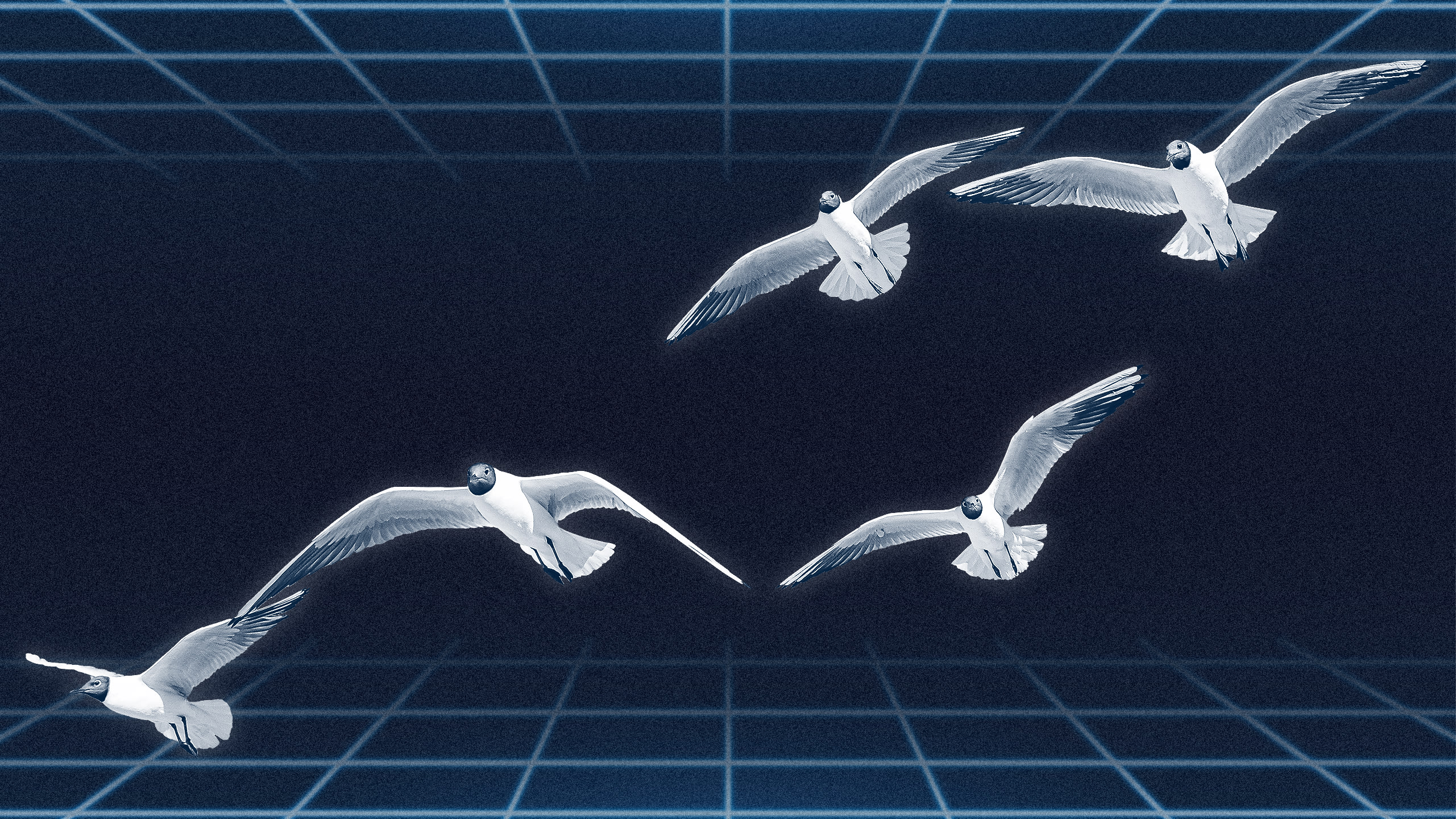 Biomimicry in engineering: Could seagulls improve cloud computing?