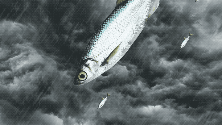 In Yoro, Honduras, it rains fish. For locals, it's now a source of ...