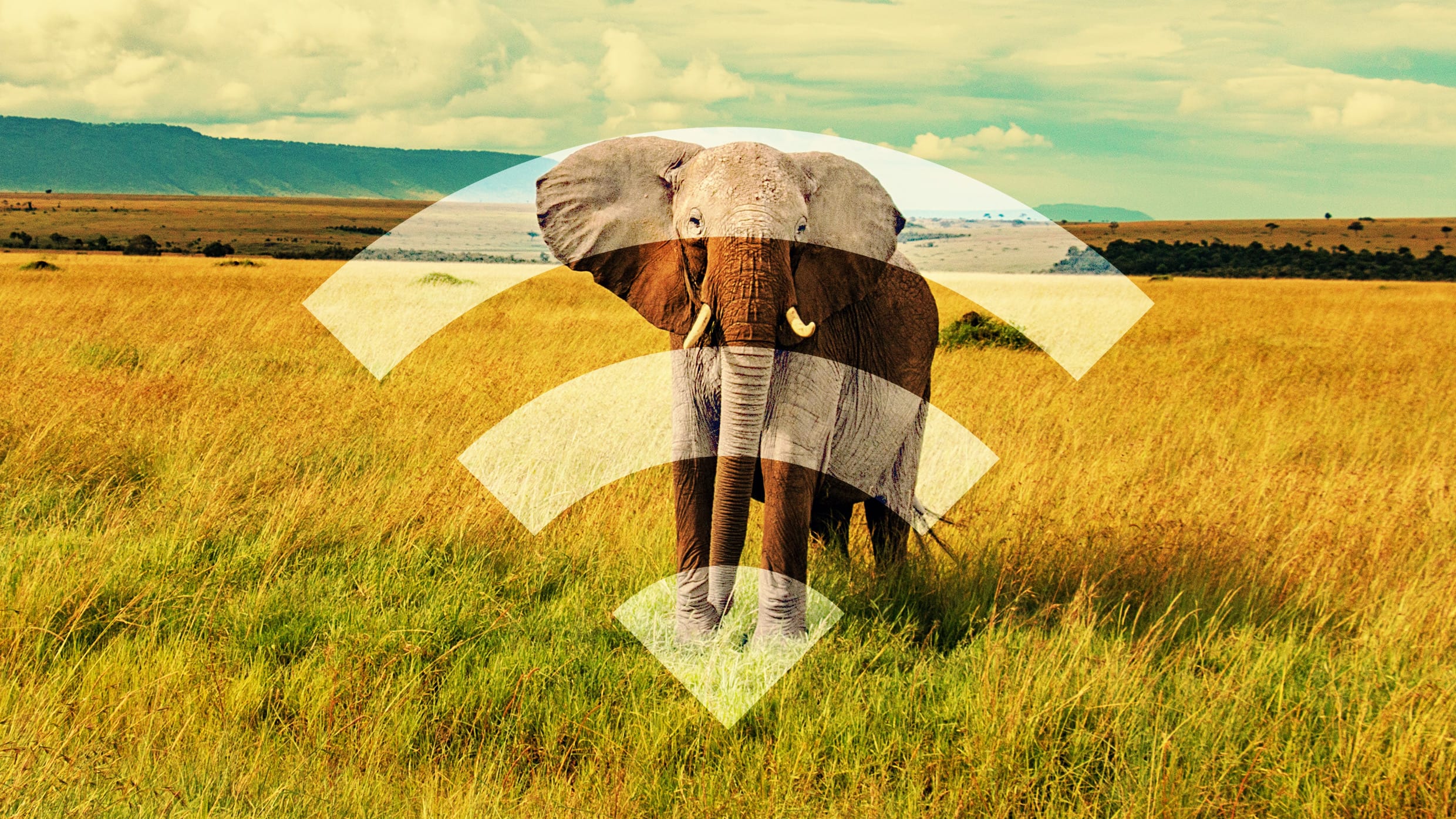 How Africa’s IoT conservation network supports wildlife protection