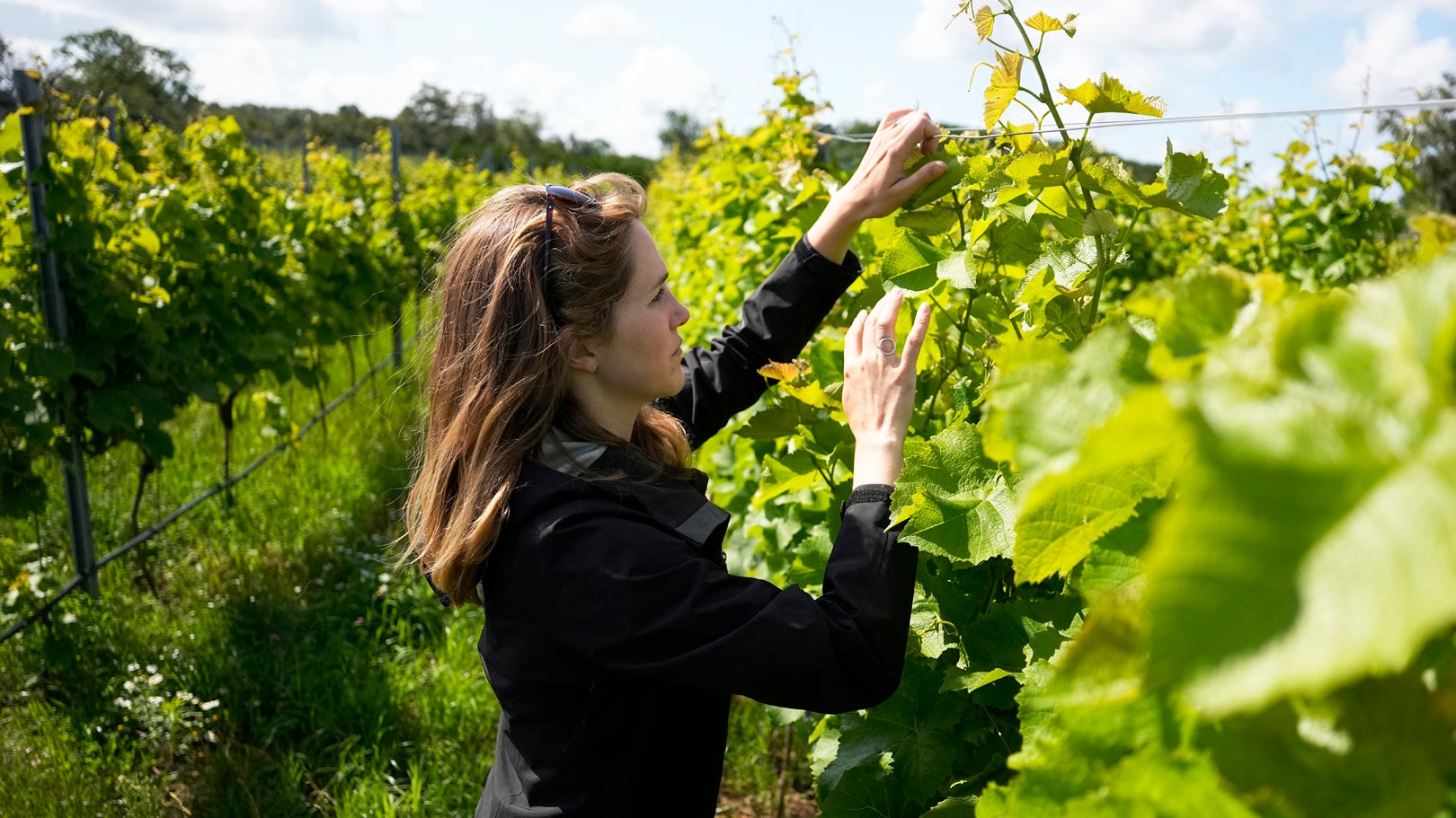 How Sweden's young wine industry is taking advantage of global warming