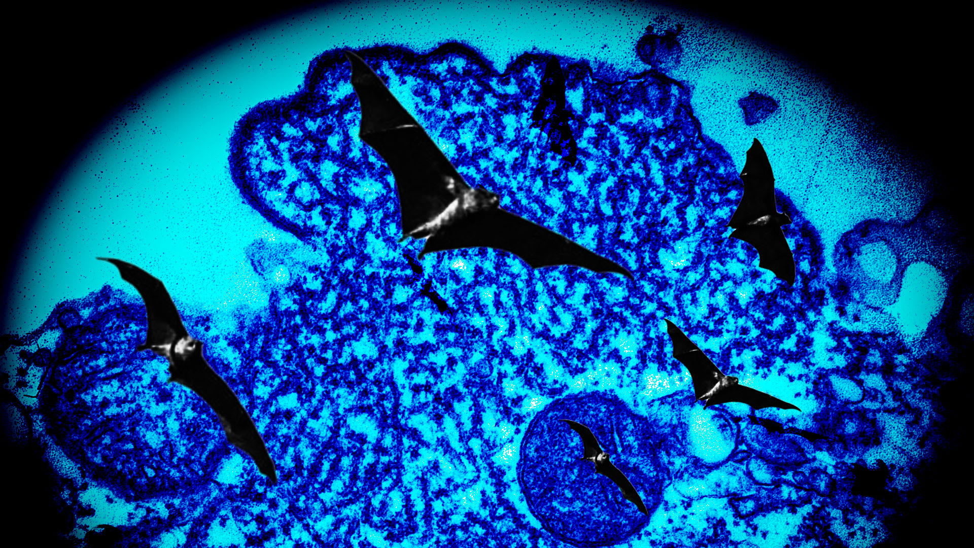 Nipah virus outbreak India: symptoms, spread, what to know