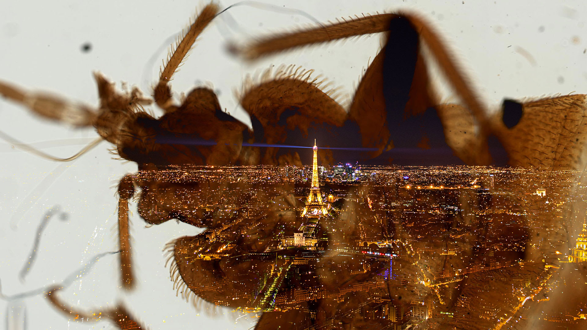 Why are bed bugs back? Growing Paris outbreak: Hotels, Airbnbs, trains