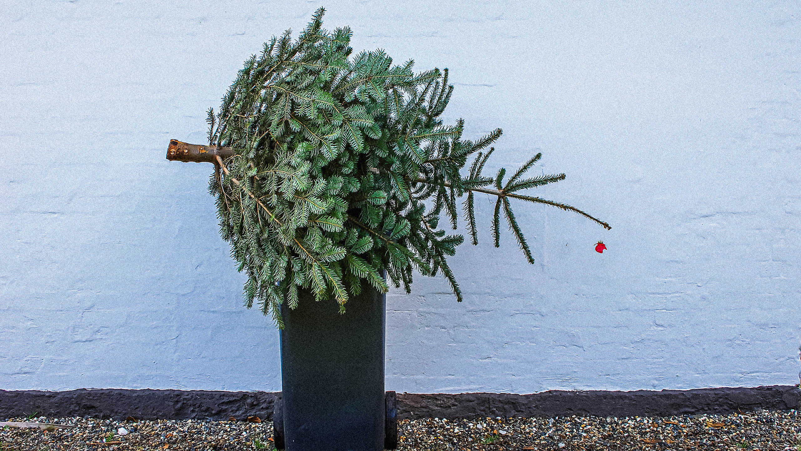 Which Christmas tree is best? Let economics guide you