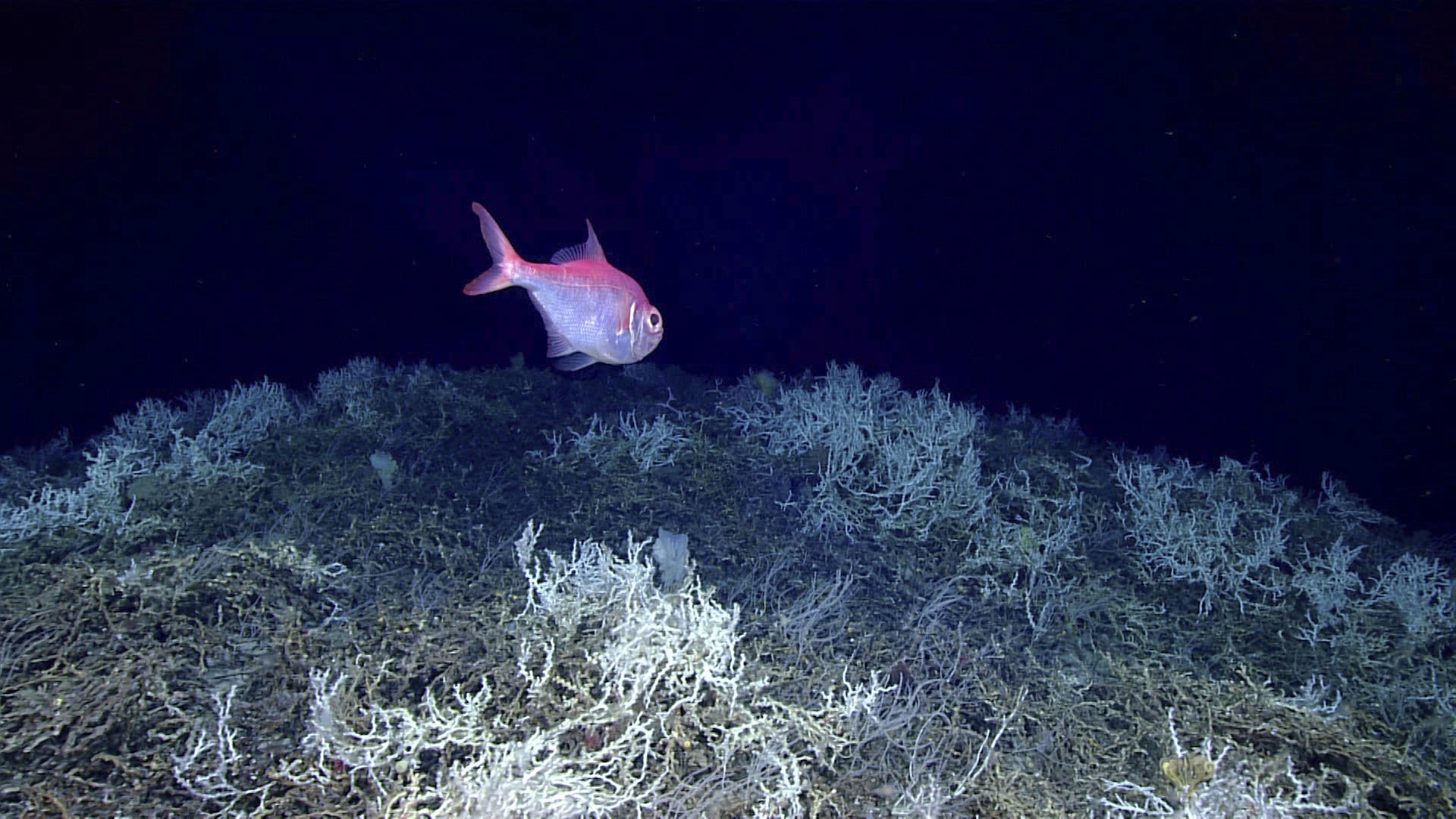 Scientists have mapped the largest deep-sea coral reef, in the Atlantic