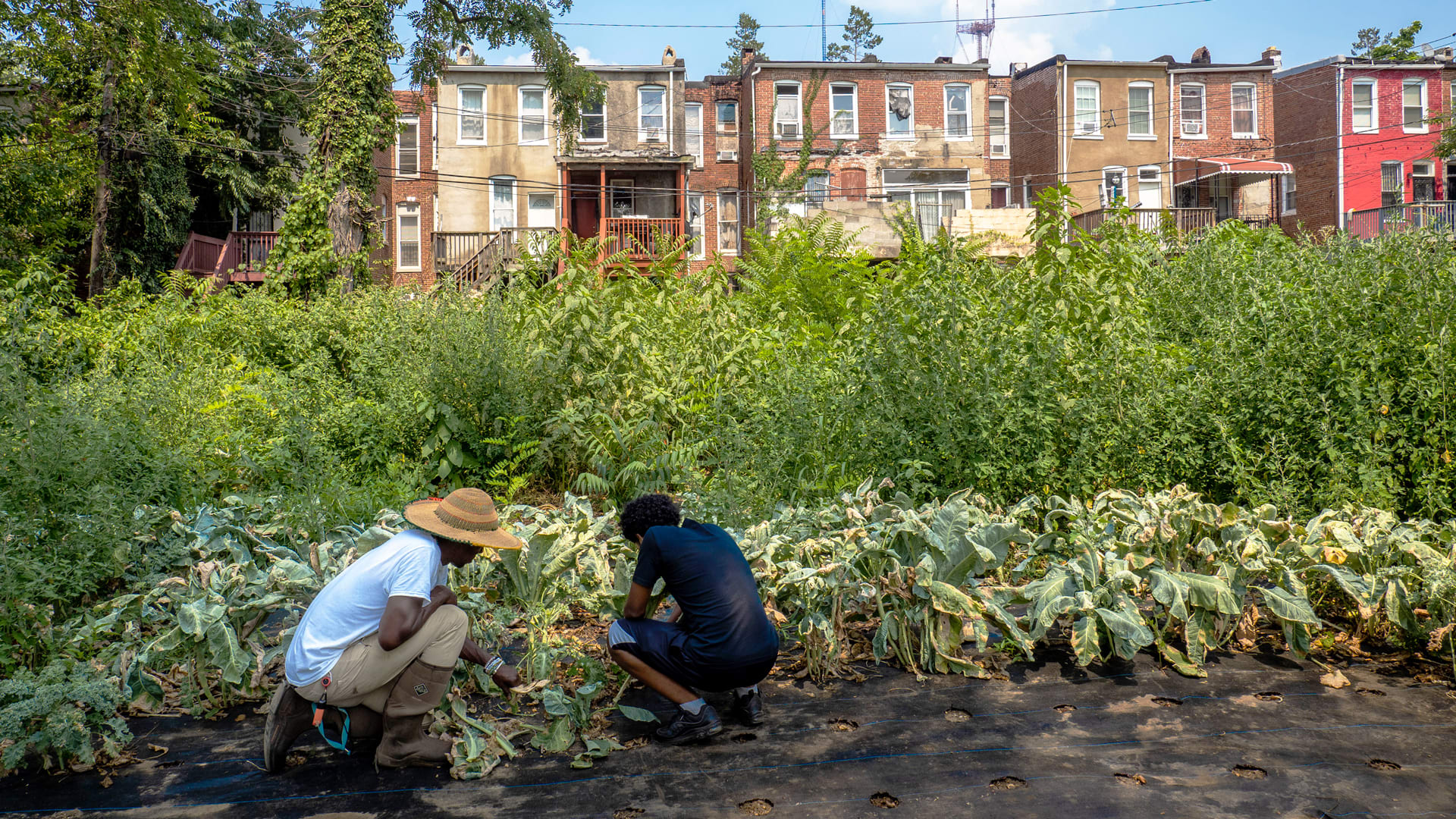 Here's how to make community gardens more climate-friendly