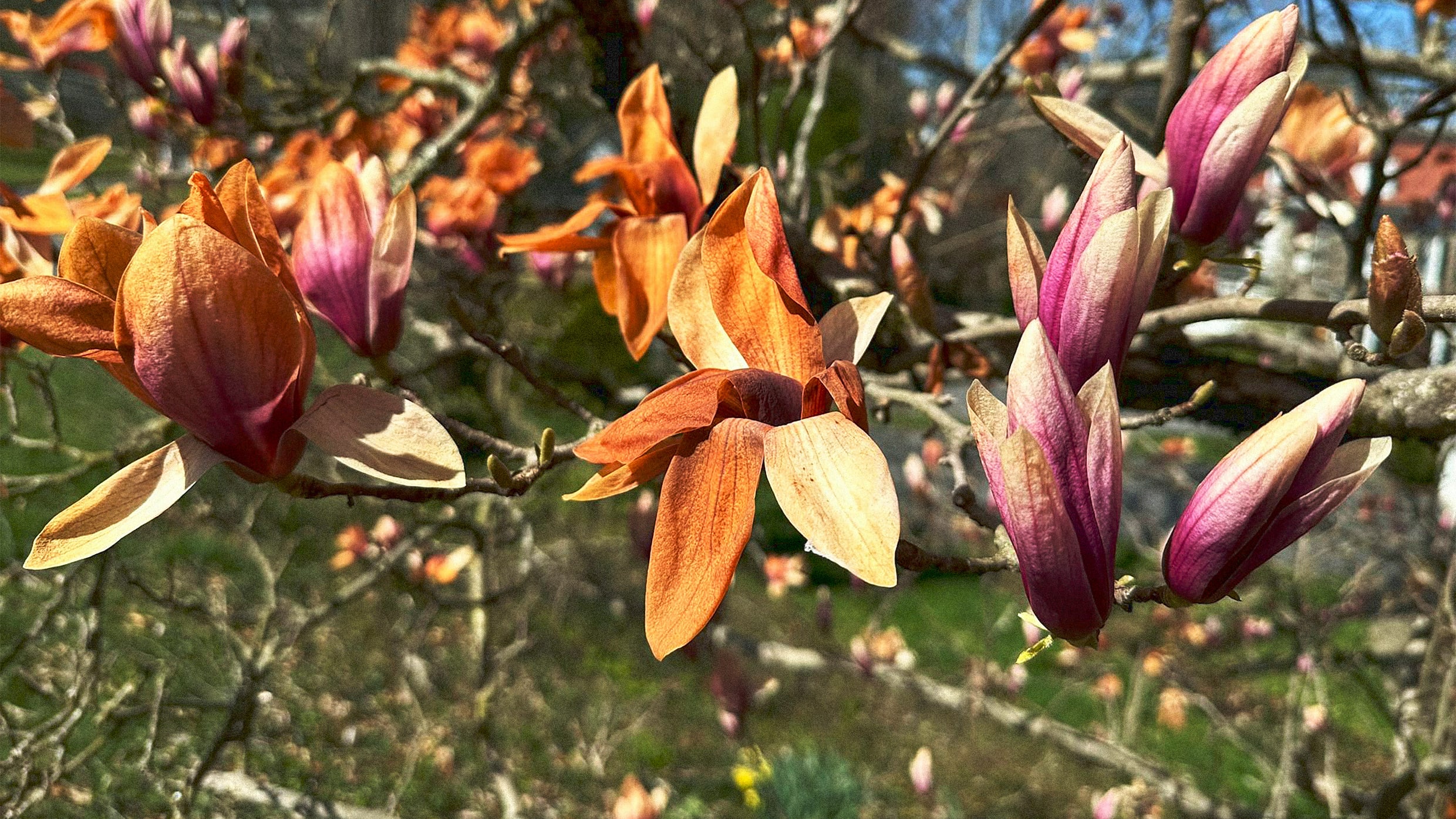 Adjusting spring gardening and landscaping projects to climate change