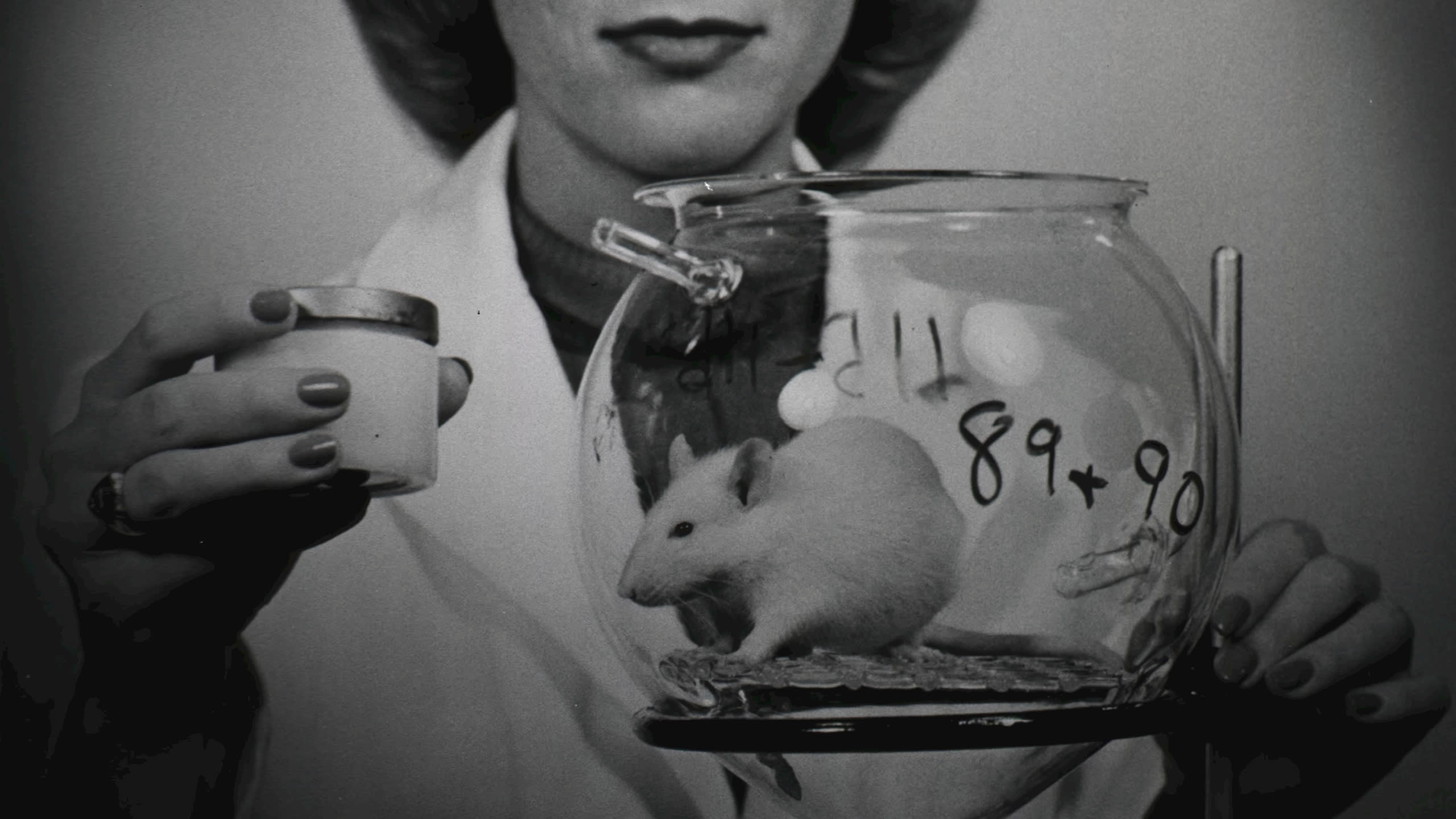 Are city mice more or less genetically diverse than country mice?