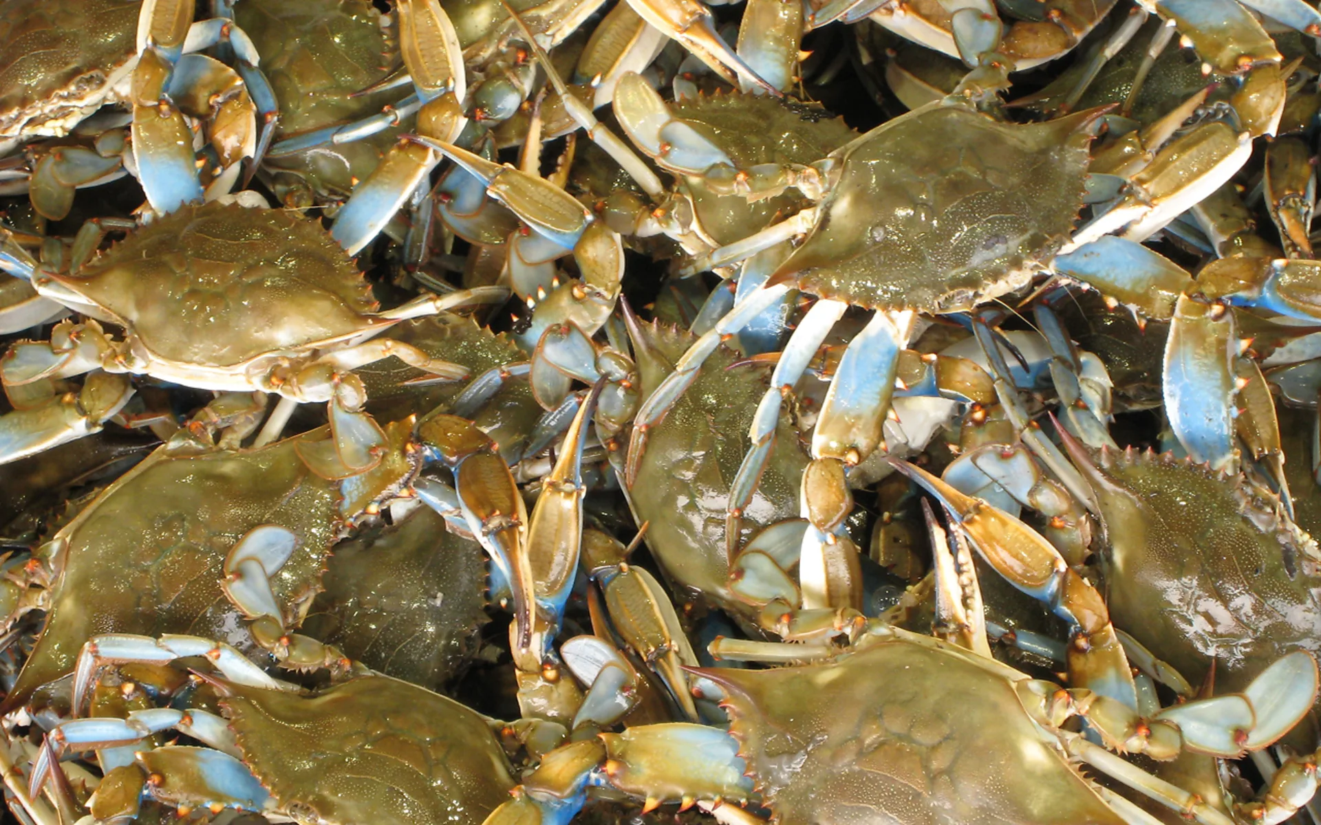 The Bay Bank Tries To Create A Market For Conservation - Fast Company