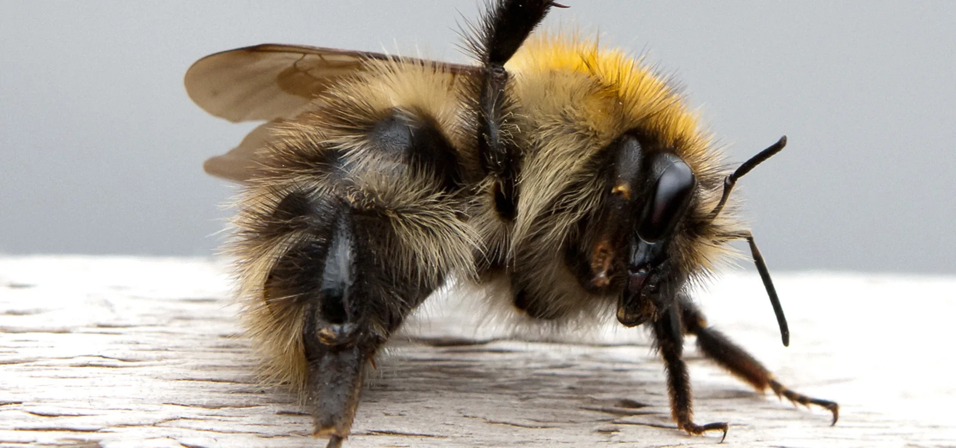 The Science of Buzz - Fast Company