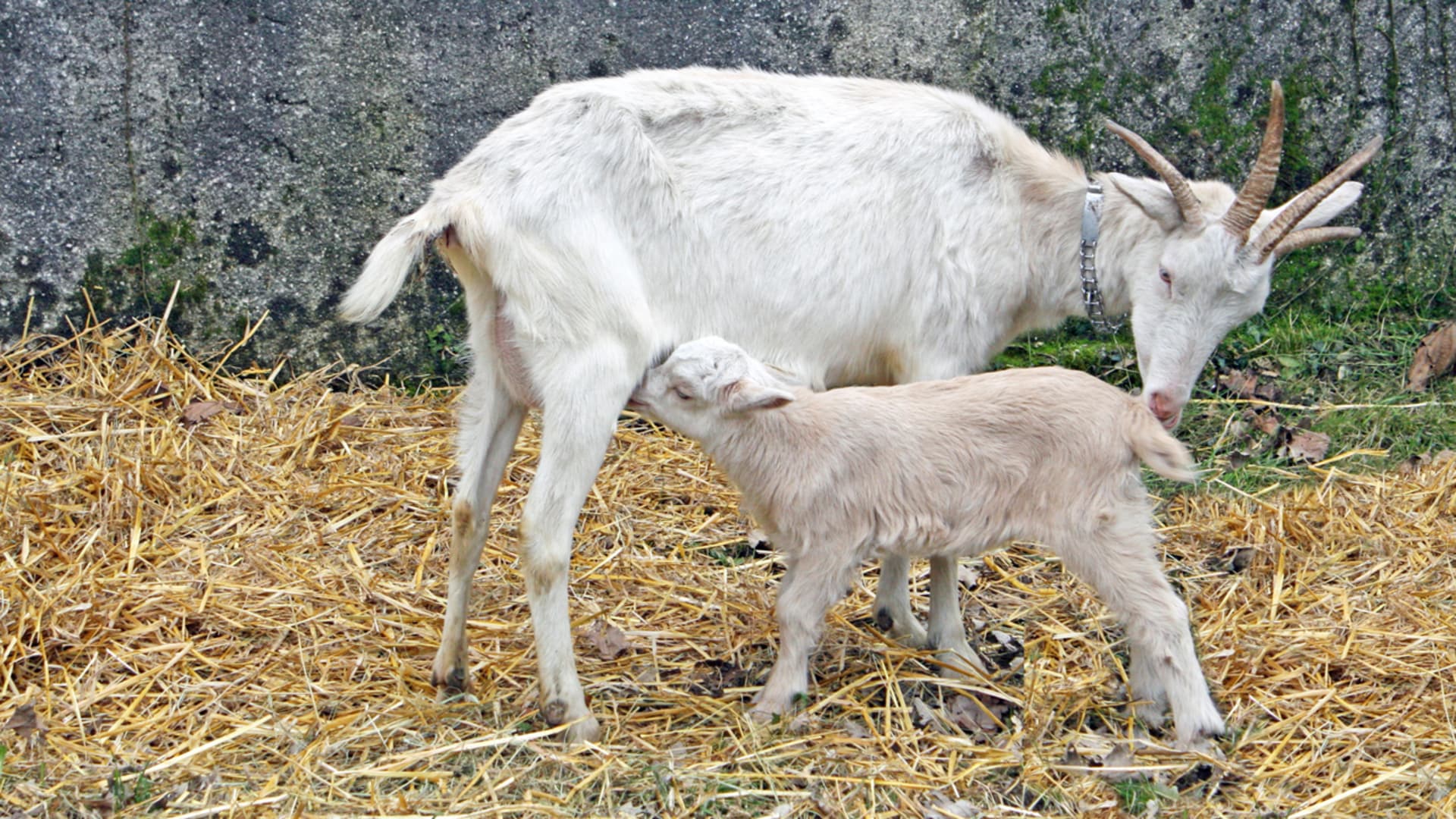 These New Transgenic Goats Are Filled With Human Breast Milk - Fast Company