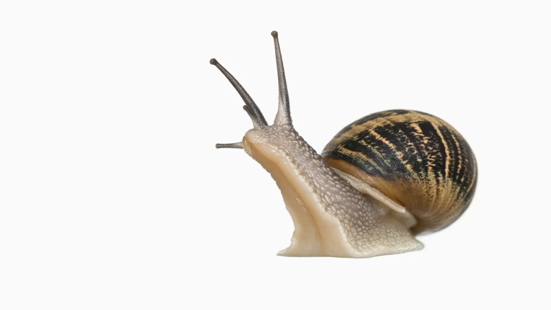 A Cyborg Snail That Is A Tiny Power Plant - Fast Company