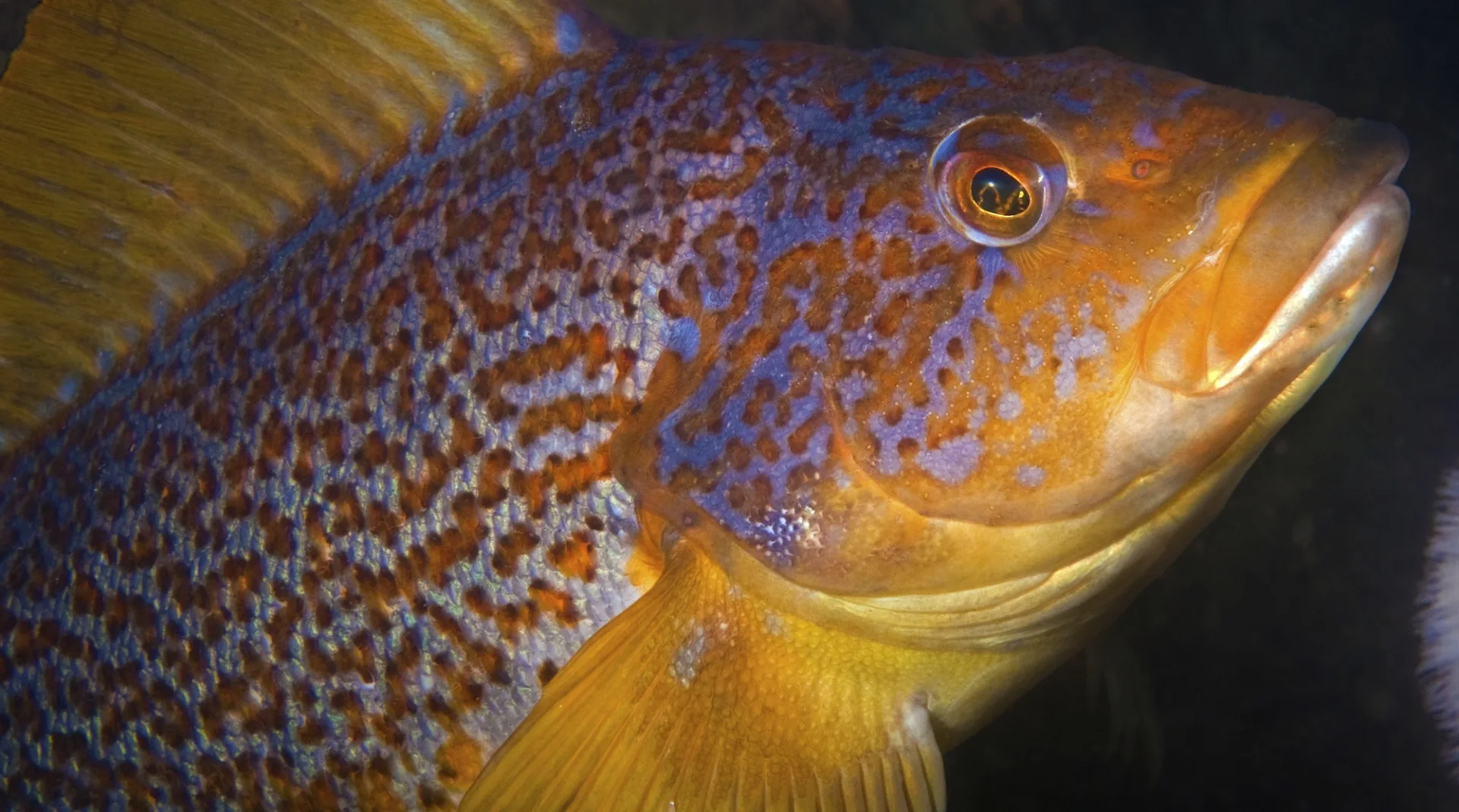 The Radioactive Fish Of Fukushima - Fast Company