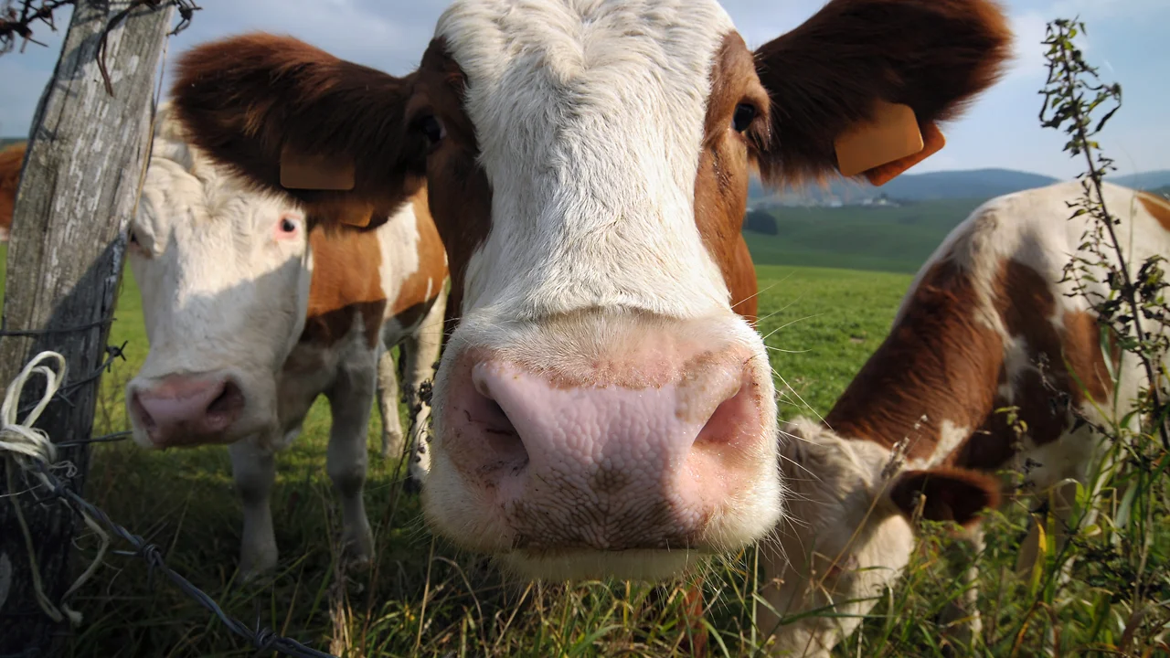 A Wireless Network To Keep Cows From Burping Too Much - Fast Company