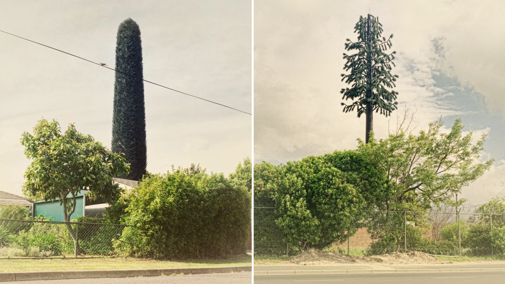 12 Beautiful Photos Of Ridiculous Cell Phone Towers Disguised As Trees ...