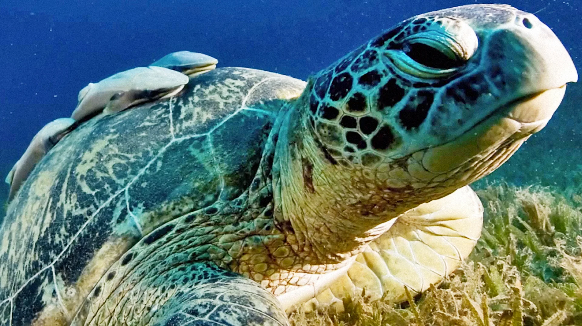 A WWF App Teaches Us About Endangered Species...and Folding Them into ...