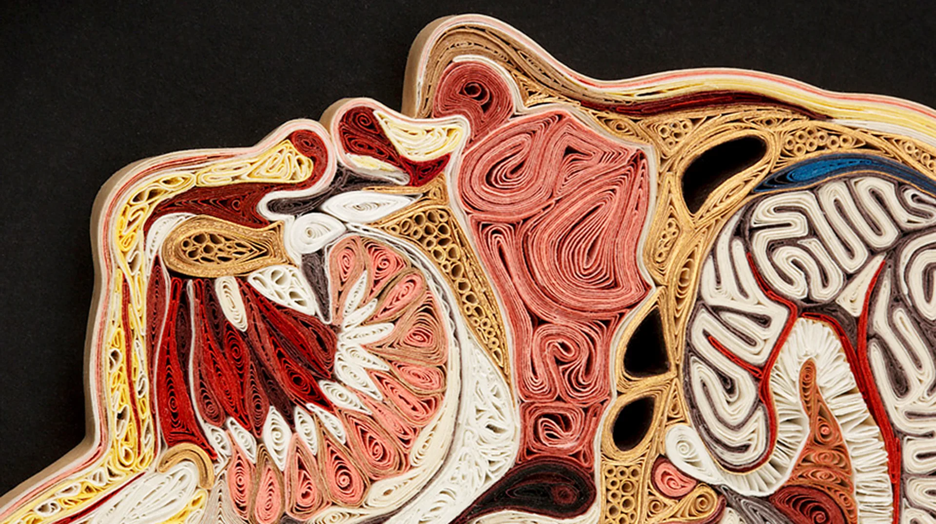 See Amazing Recreations Of Your Internal Organs Made Out Of Paper ...