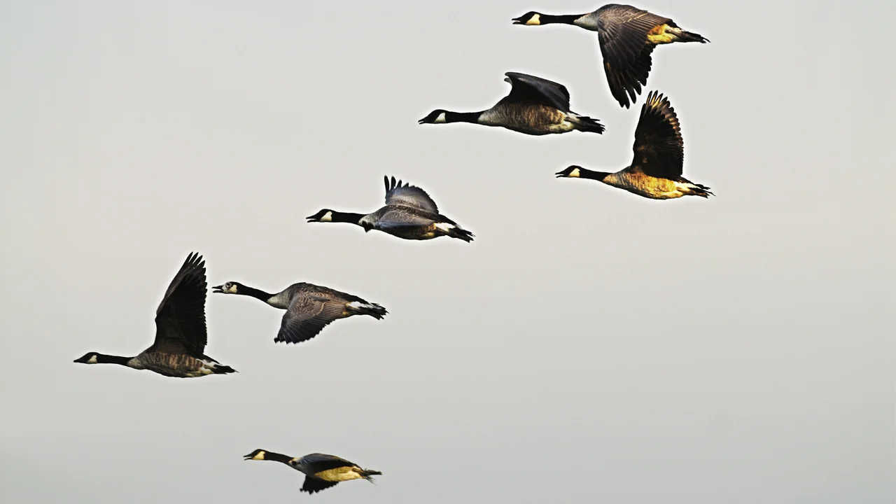 In China, The Geese Are Police - Fast Company