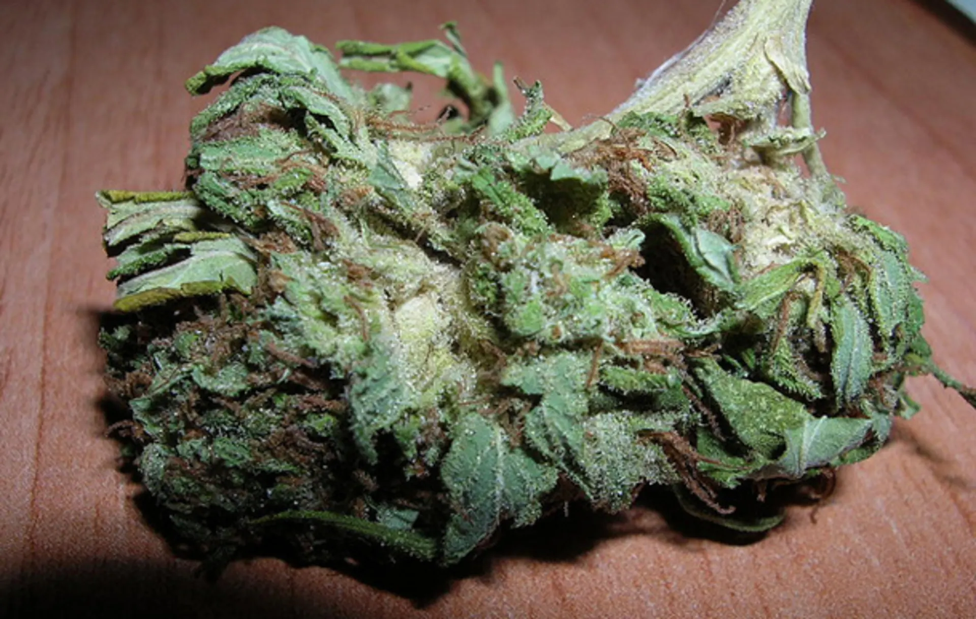 What Prop 19? The Future of California's Marijuana Industry - Fast Company