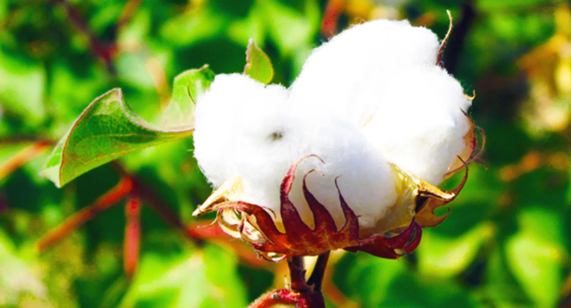 Wanted: Sustainable, Cheap Alternatives to Cotton - Fast Company