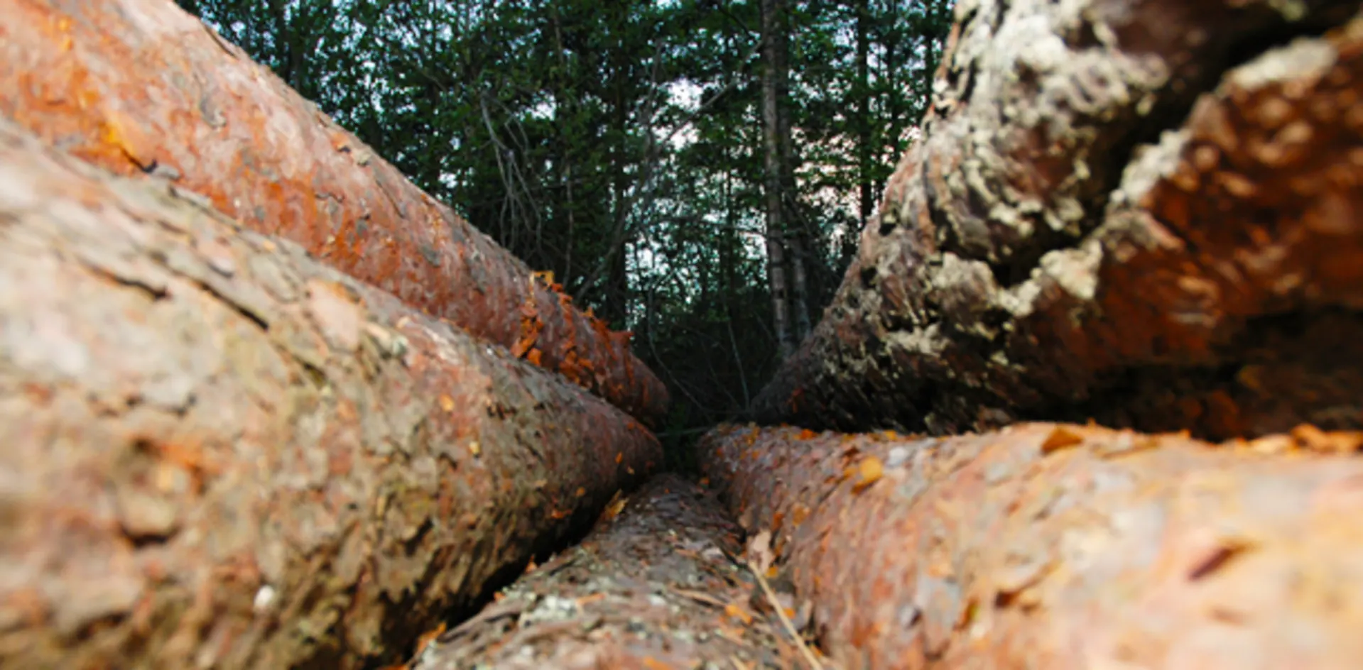 Can Killing Virtual Trees Save Real Paper? - Fast Company