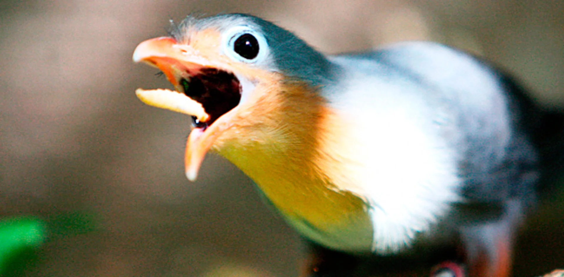 5 Early Birds Share Everyday Productivity Strategies - Fast Company