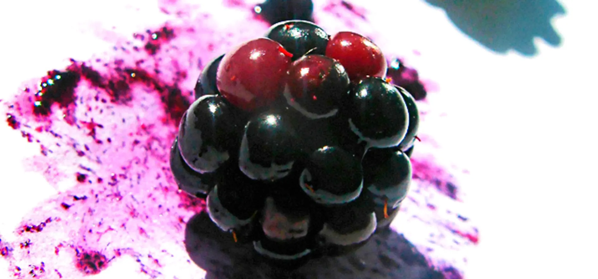 5 Lessons From RIM's Sticky BlackBerry Mess - Fast Company