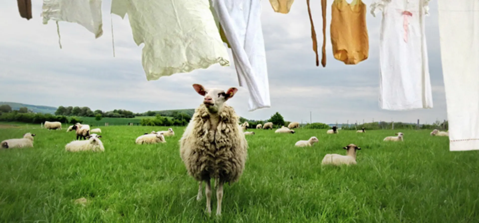 How Great Entrepreneurs Lure Their Competitors' Sheep Away - Fast Company